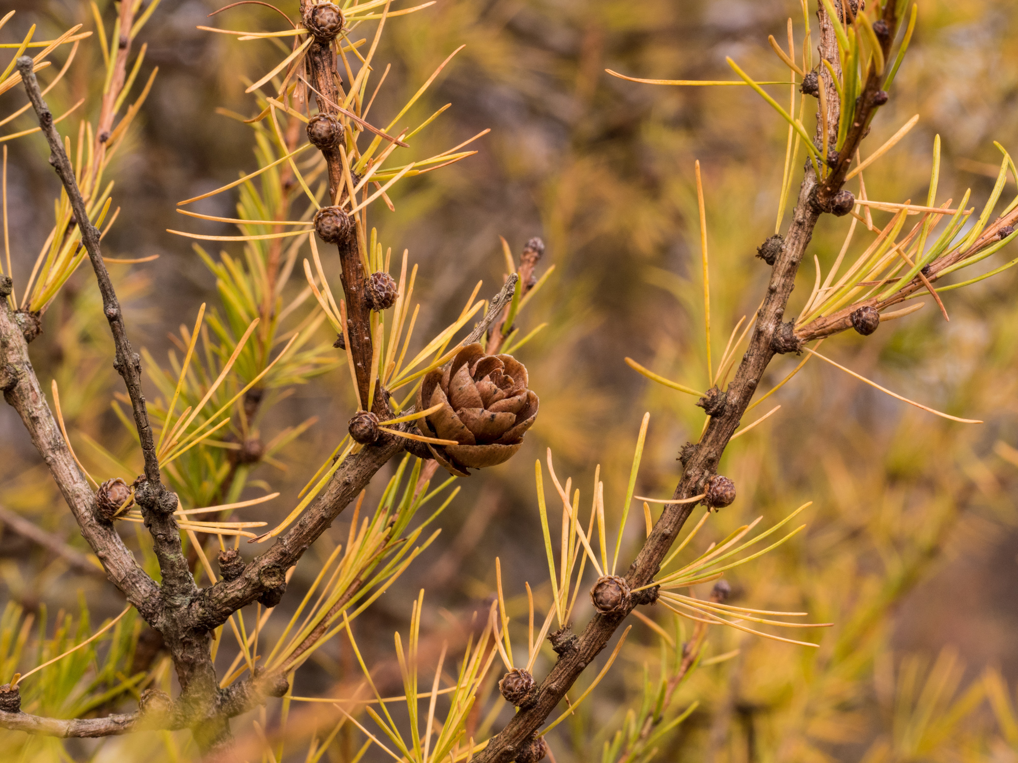 eastern larch – Woody Plants of Ohio