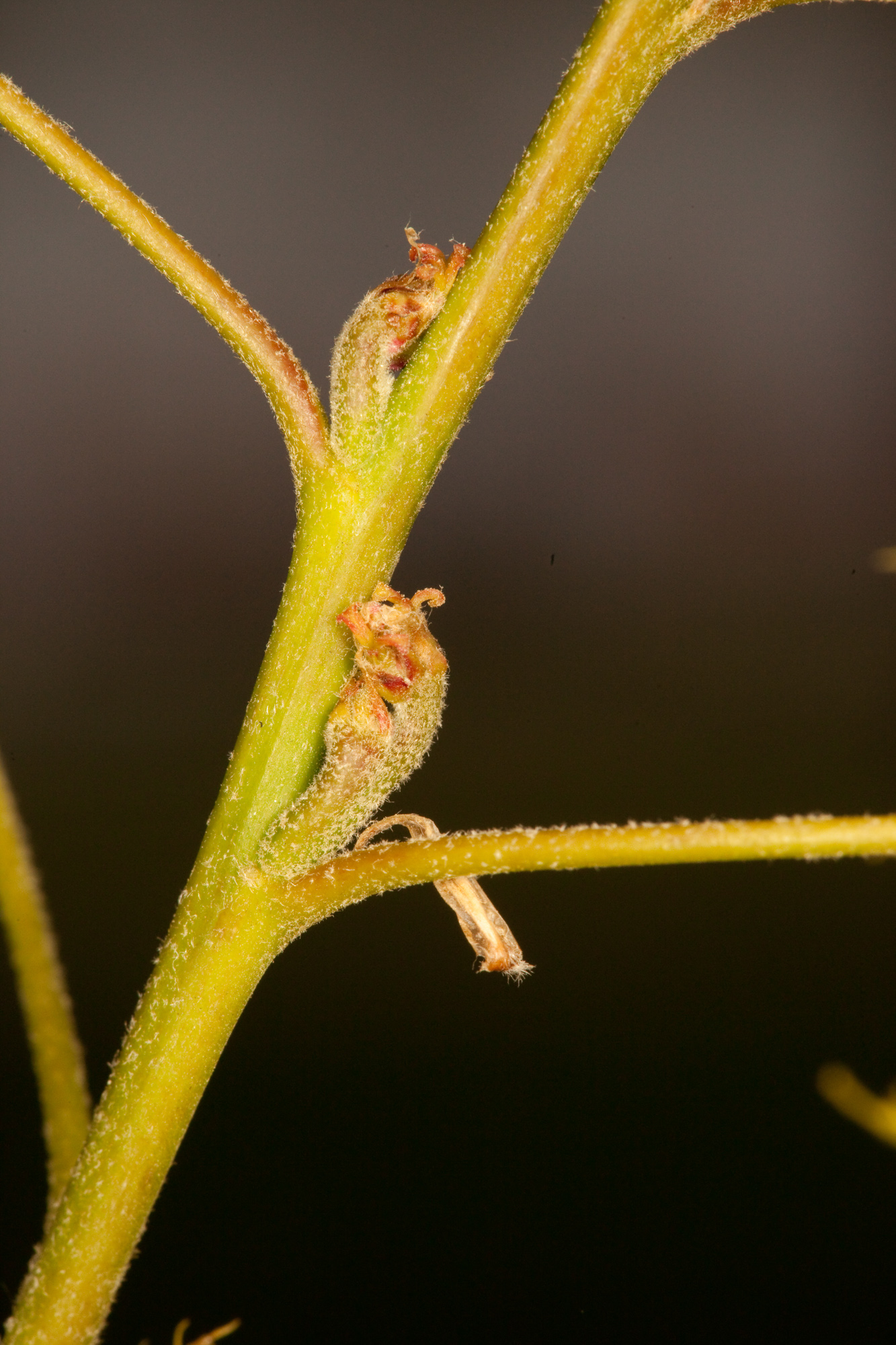 pin oak – Woody Plants of Ohio
