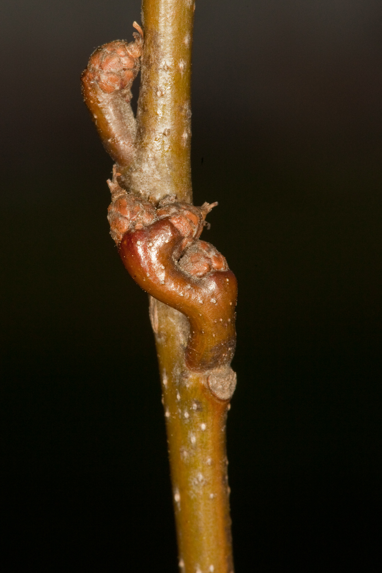 pin oak – Woody Plants of Ohio