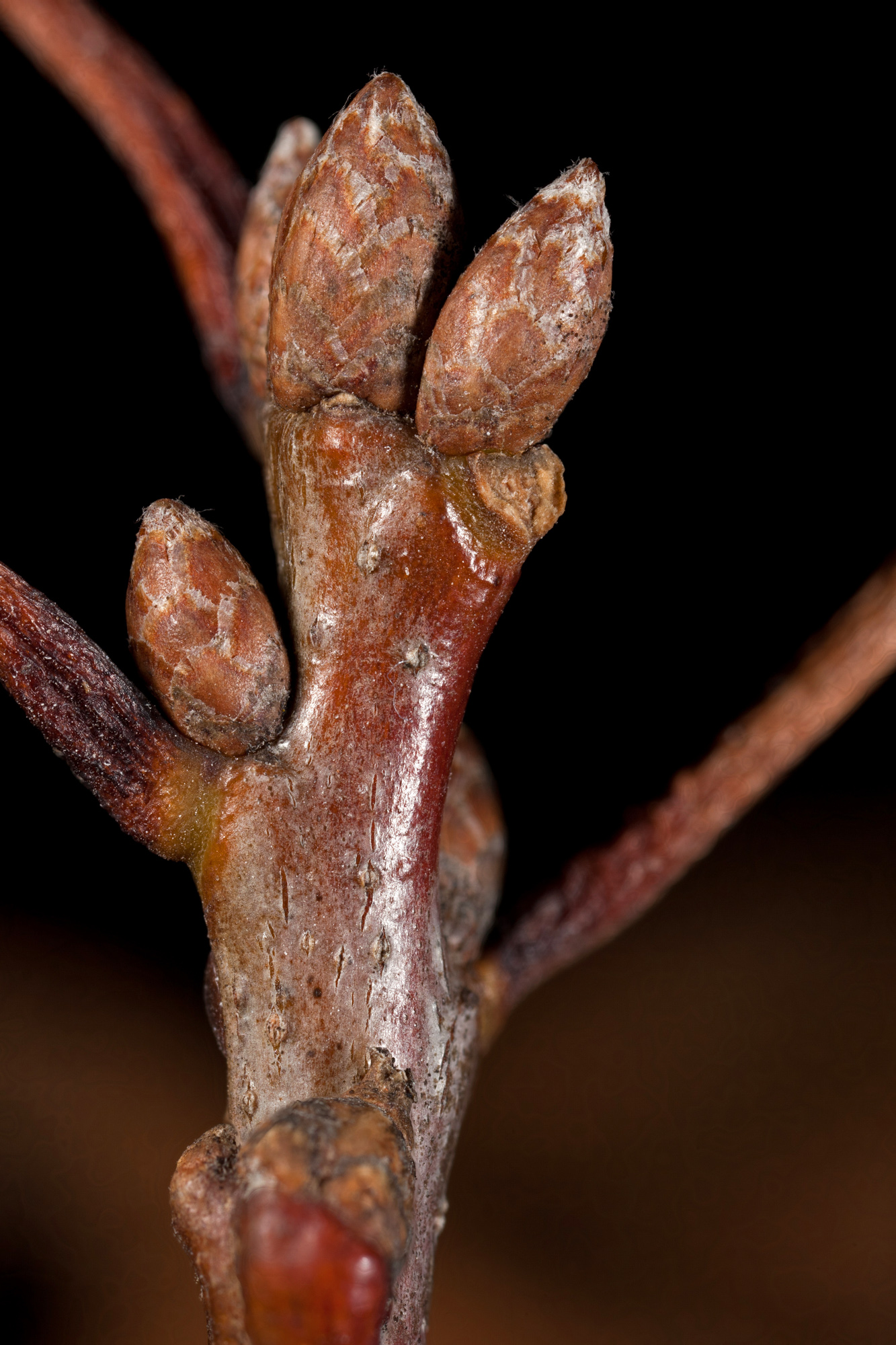pin oak – Woody Plants of Ohio
