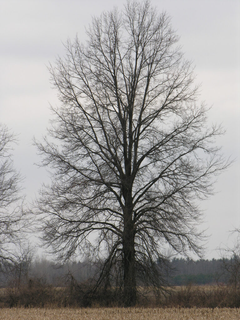 pin oak – Woody Plants of Ohio