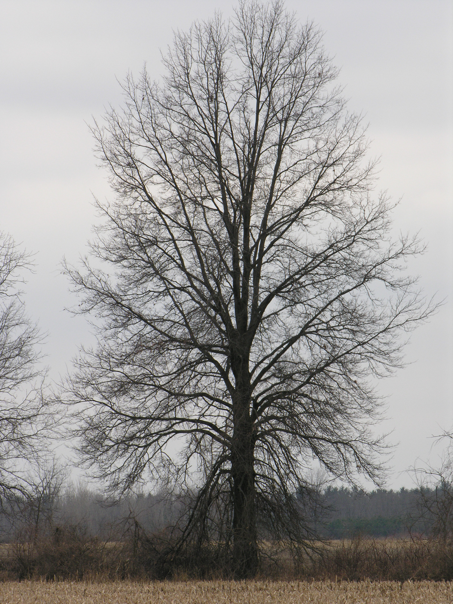 pin oak – Woody Plants of Ohio