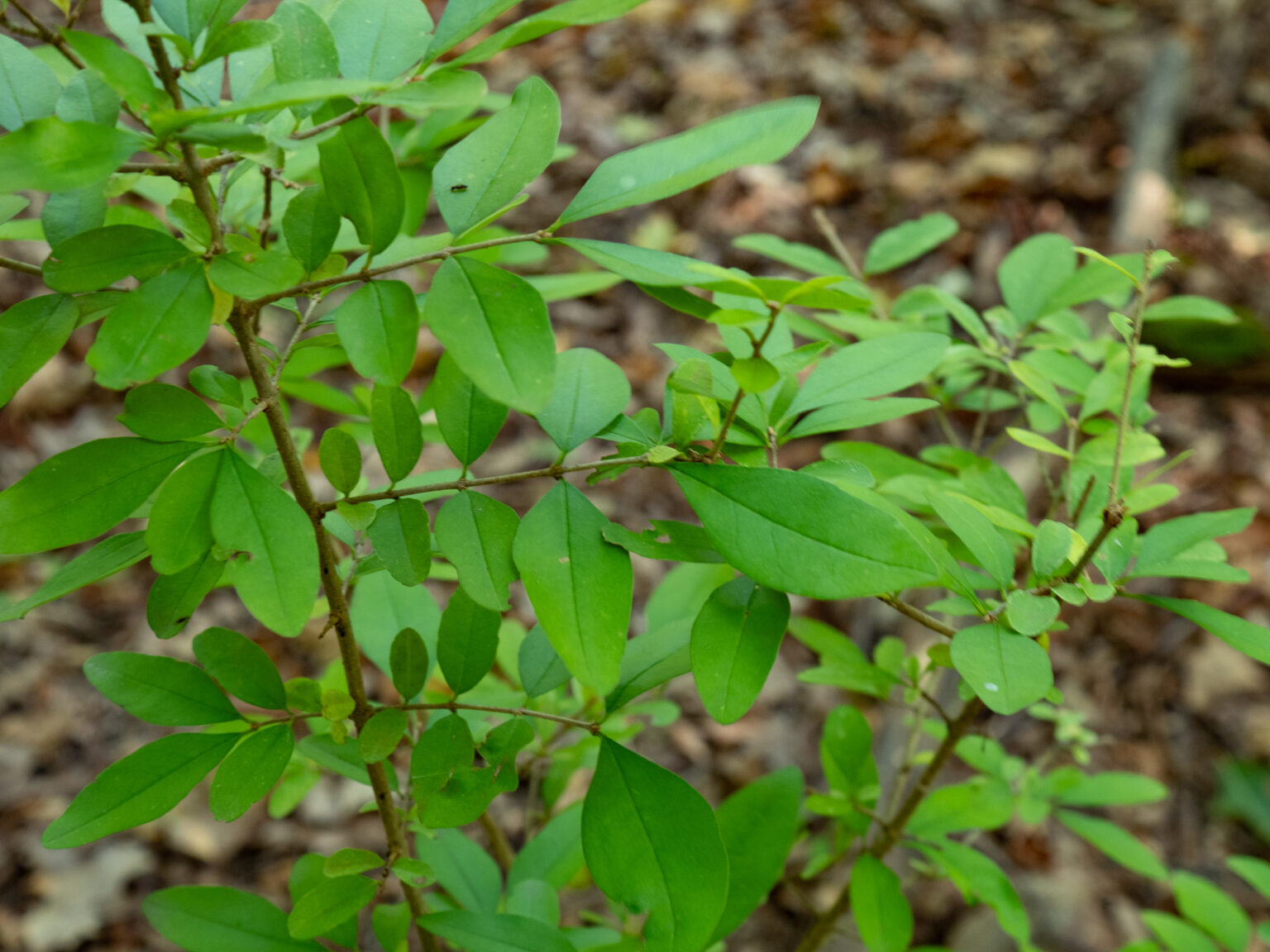 European privet – Woody Plants of Ohio