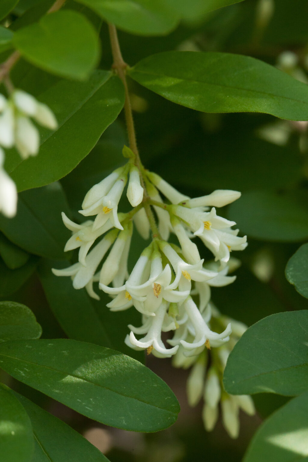 European privet – Woody Plants of Ohio