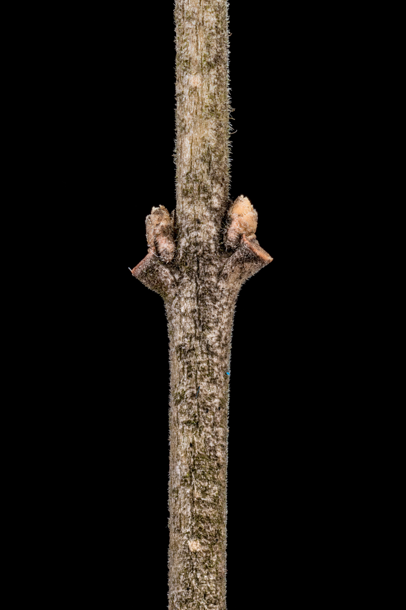 European privet – Woody Plants of Ohio