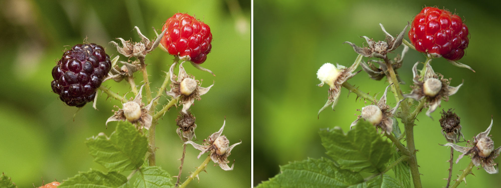 black raspberry – Woody Plants of Ohio