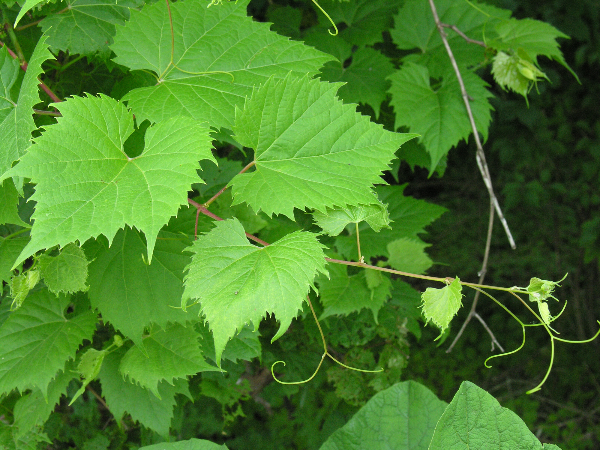 grape spp. – Woody Plants of Ohio