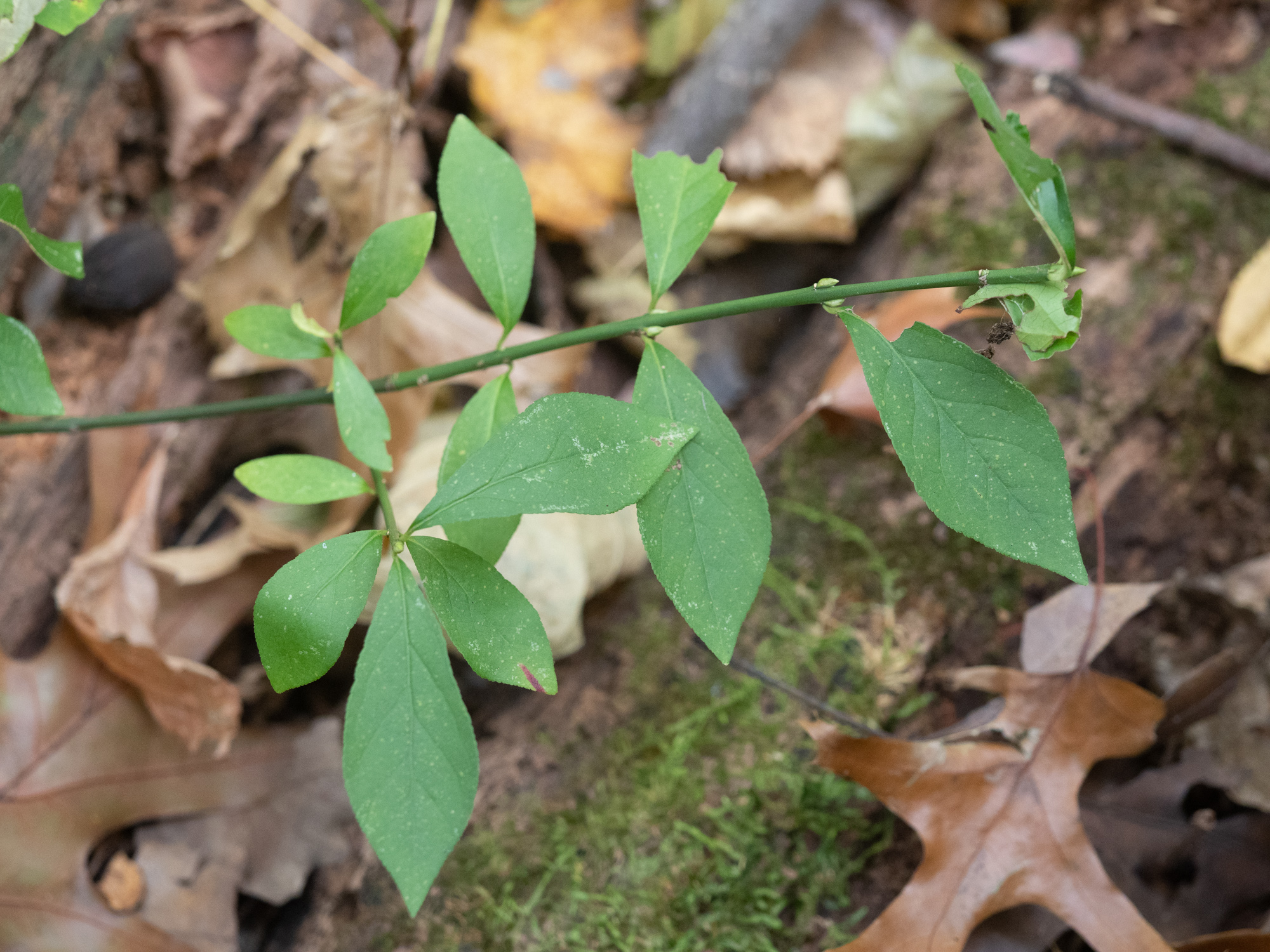 burningbush – Woody Plants of Ohio
