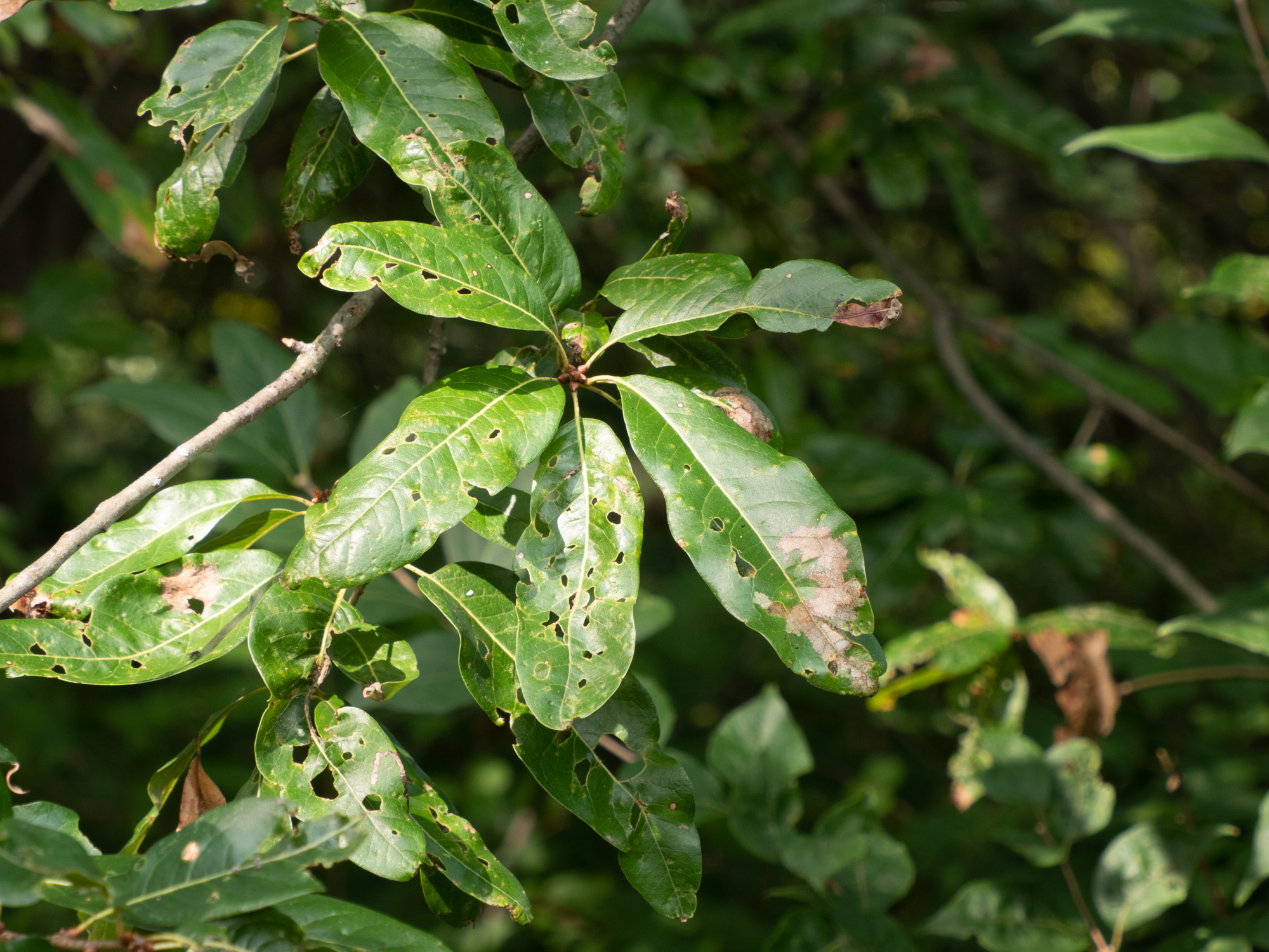 shingle oak – Woody Plants of Ohio