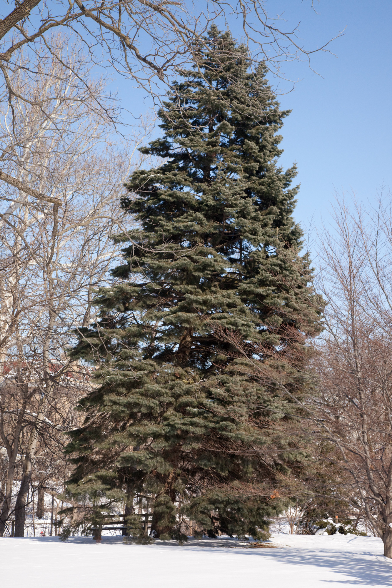 fir – Woody Plants of Ohio
