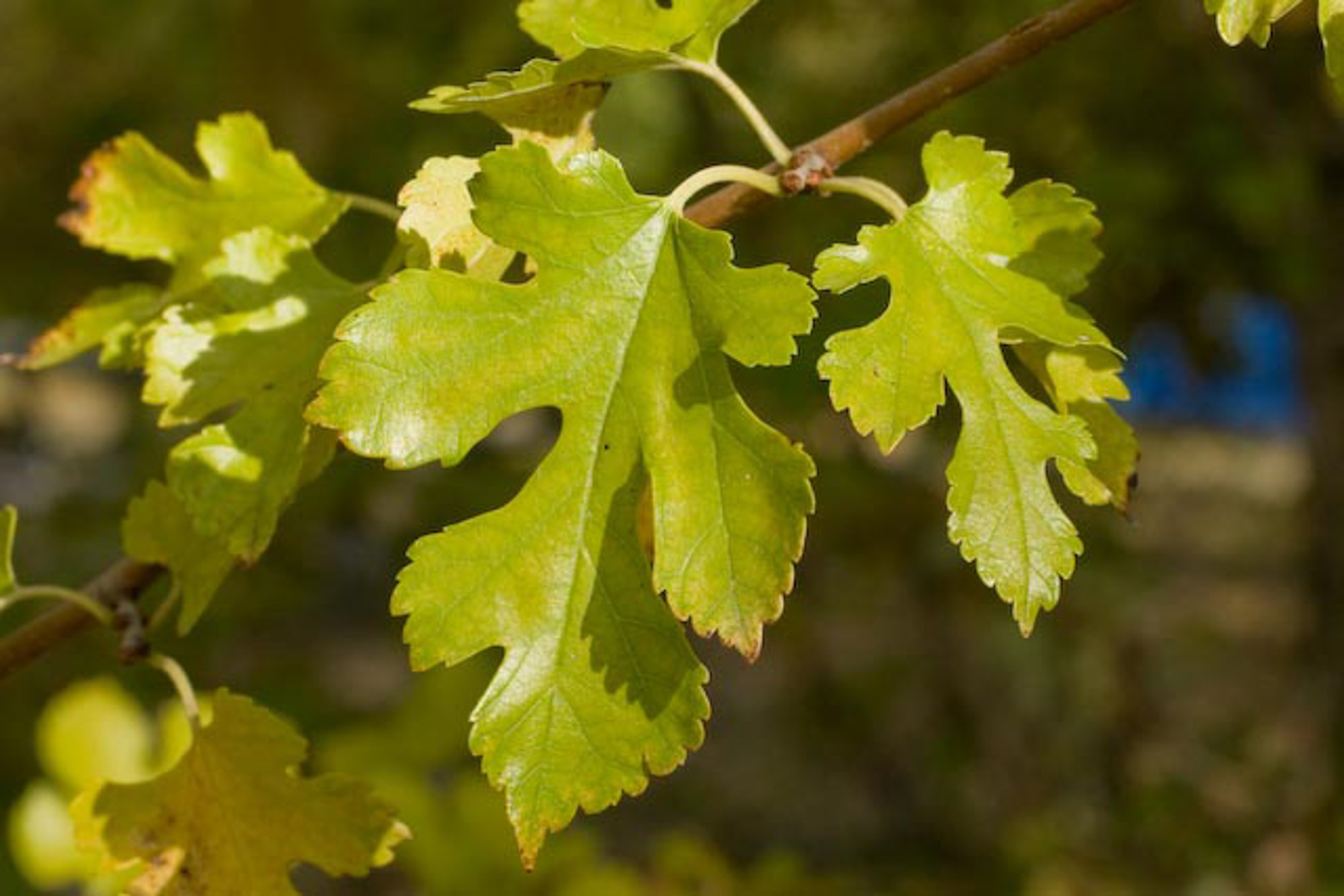 white mulberry – Woody Plants of Ohio