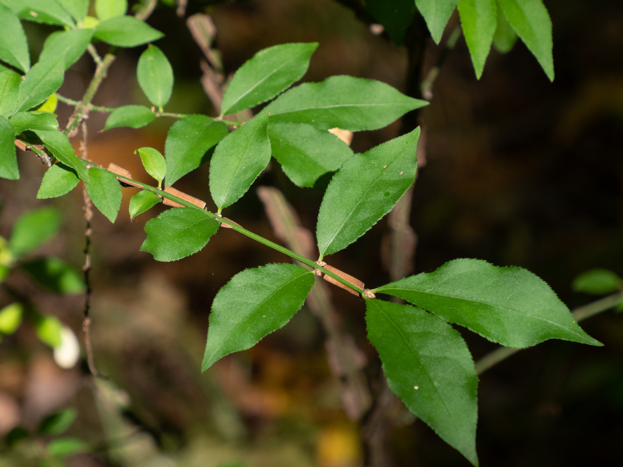 burningbush – Woody Plants of Ohio