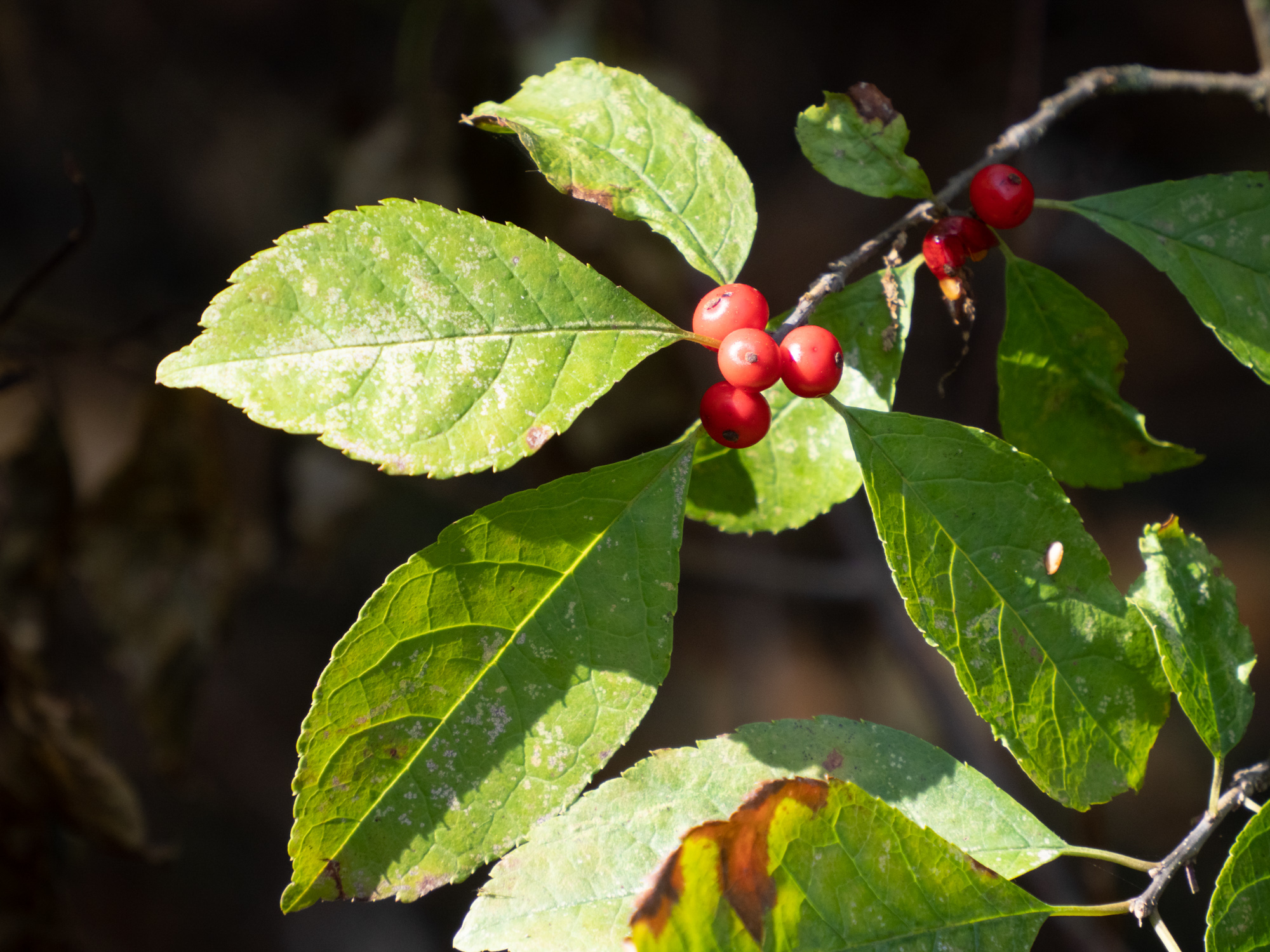 winterberry – Woody Plants of Ohio