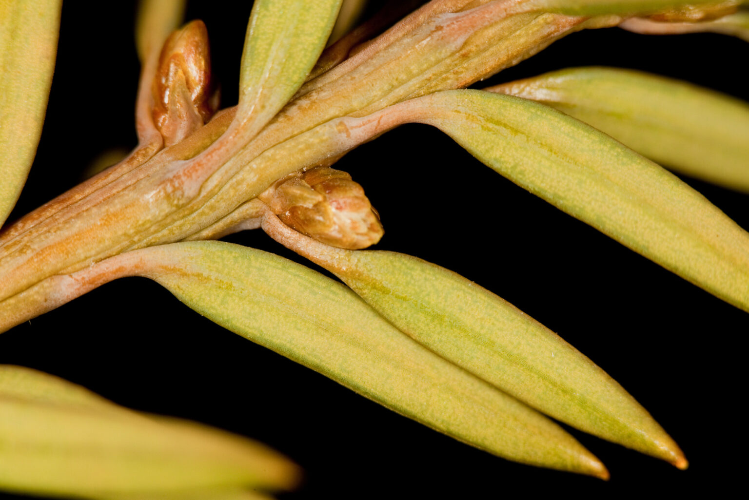 yew – Woody Plants of Ohio