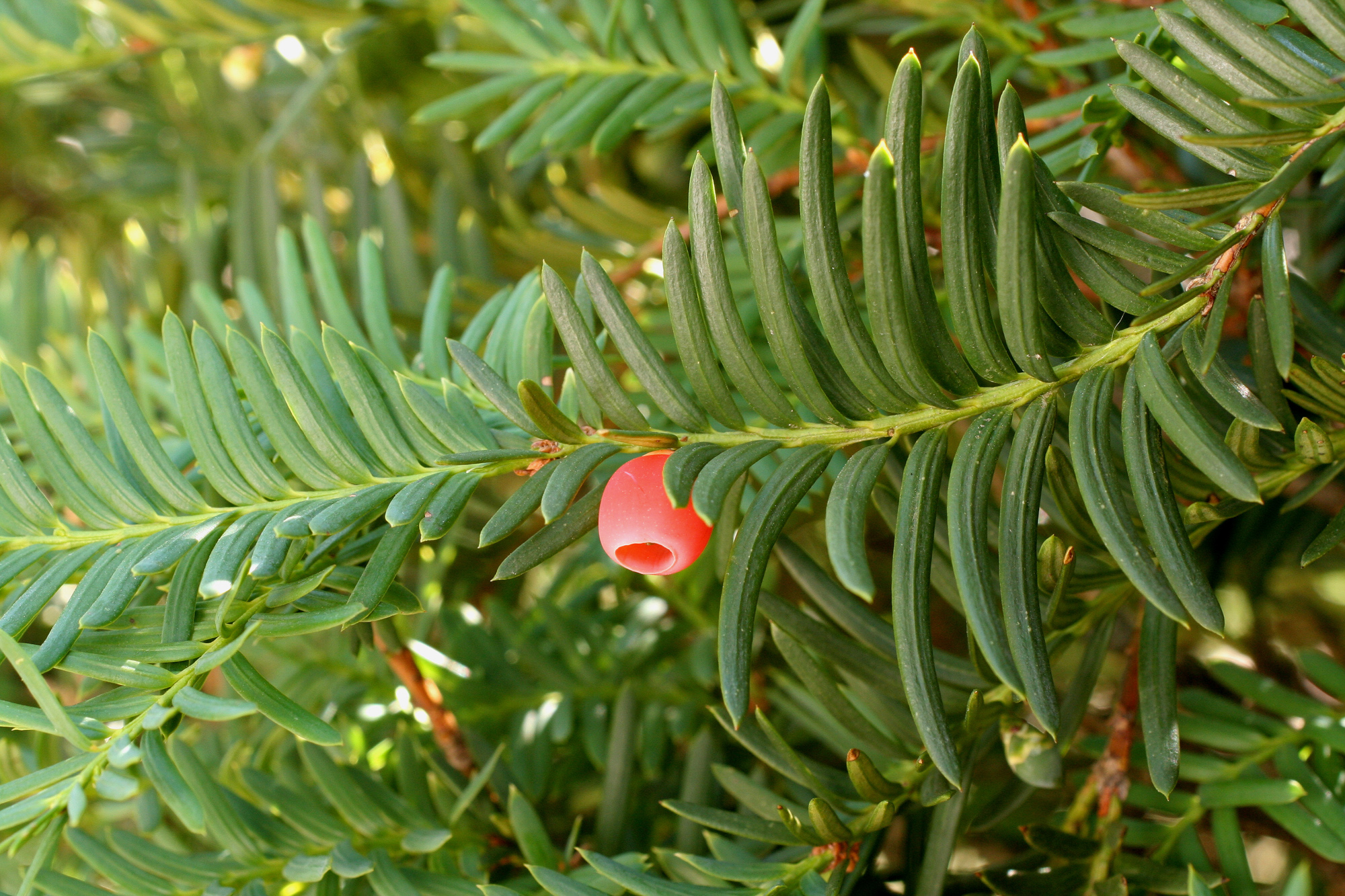yew – Woody Plants of Ohio