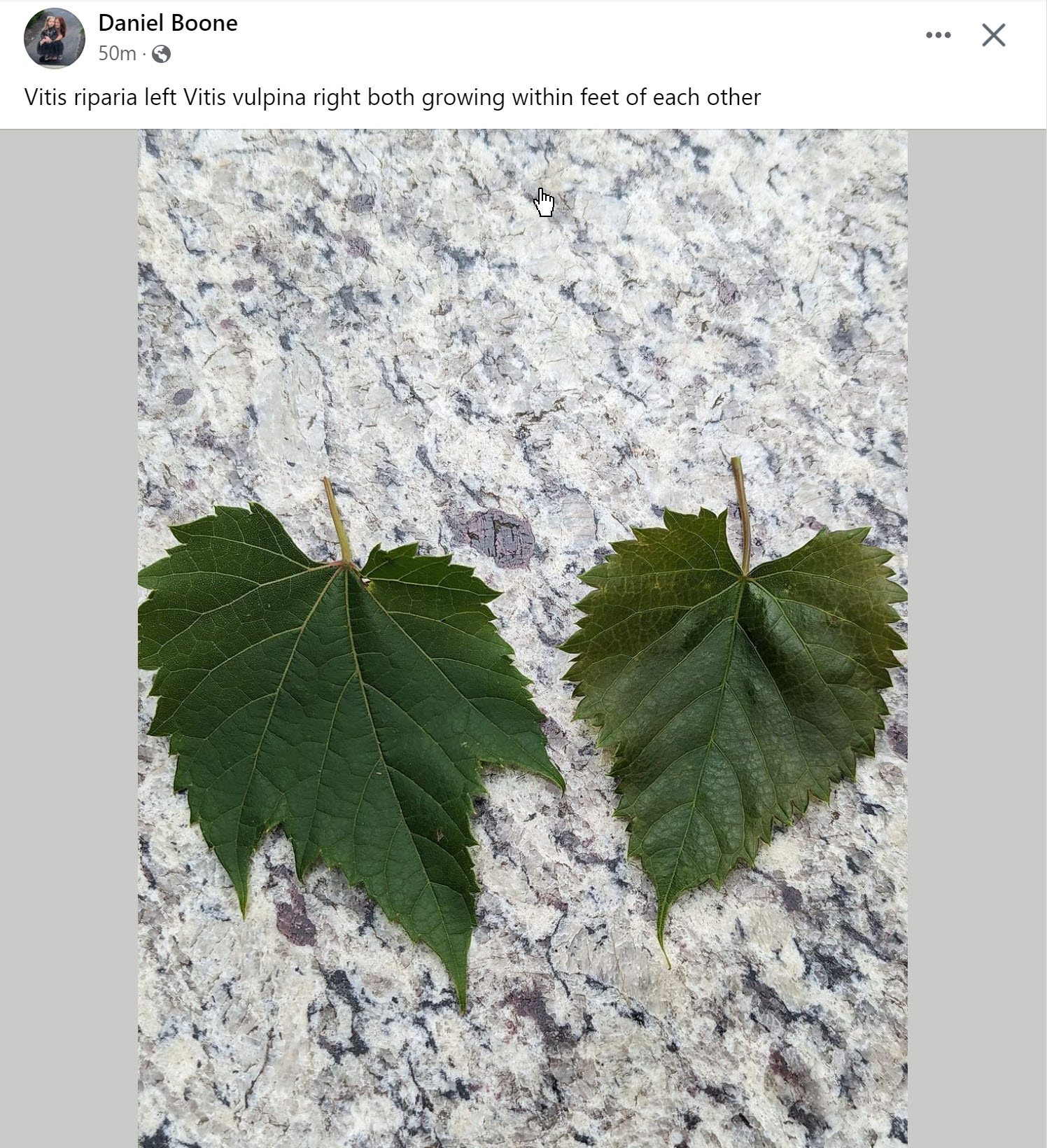 grape spp. – Woody Plants of Ohio