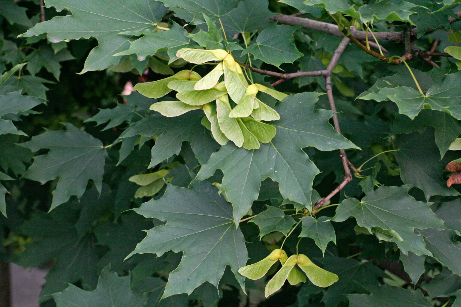 Norway maple – Woody Plants of Ohio