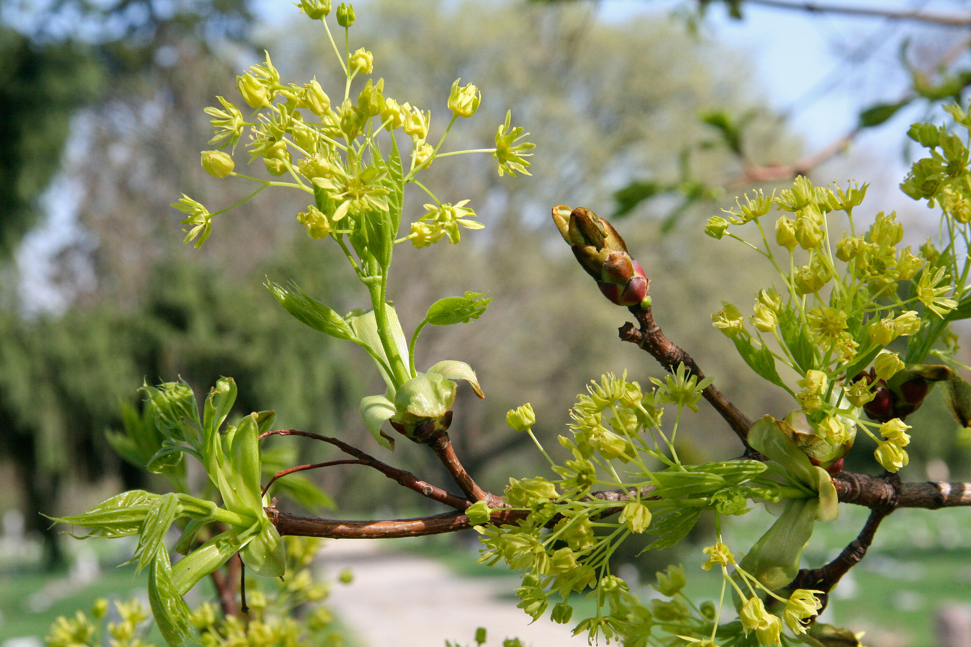 Norway maple – Woody Plants of Ohio