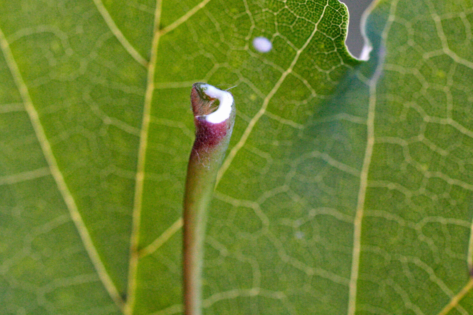 Norway maple – Woody Plants of Ohio