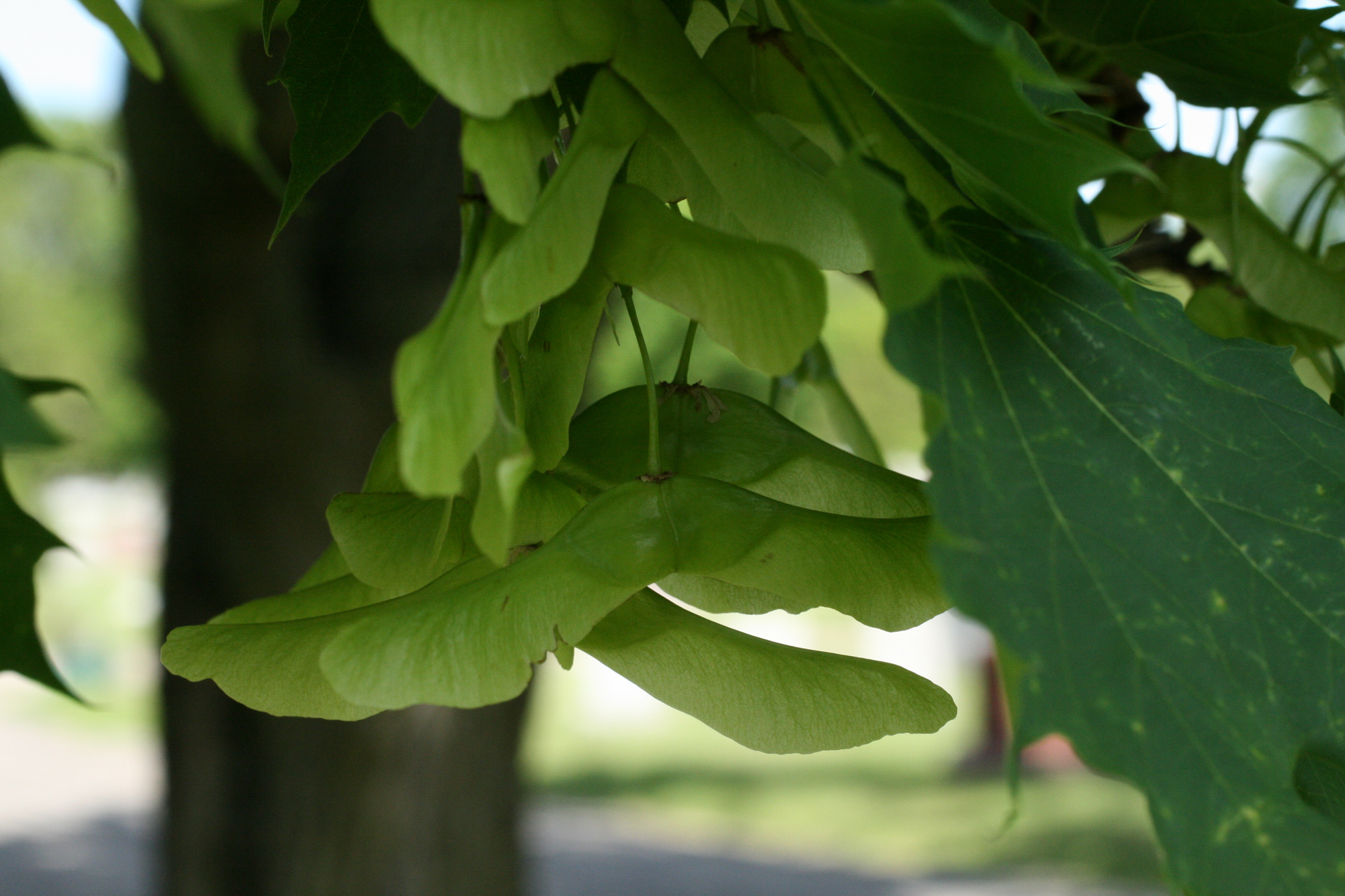 Norway maple – Woody Plants of Ohio