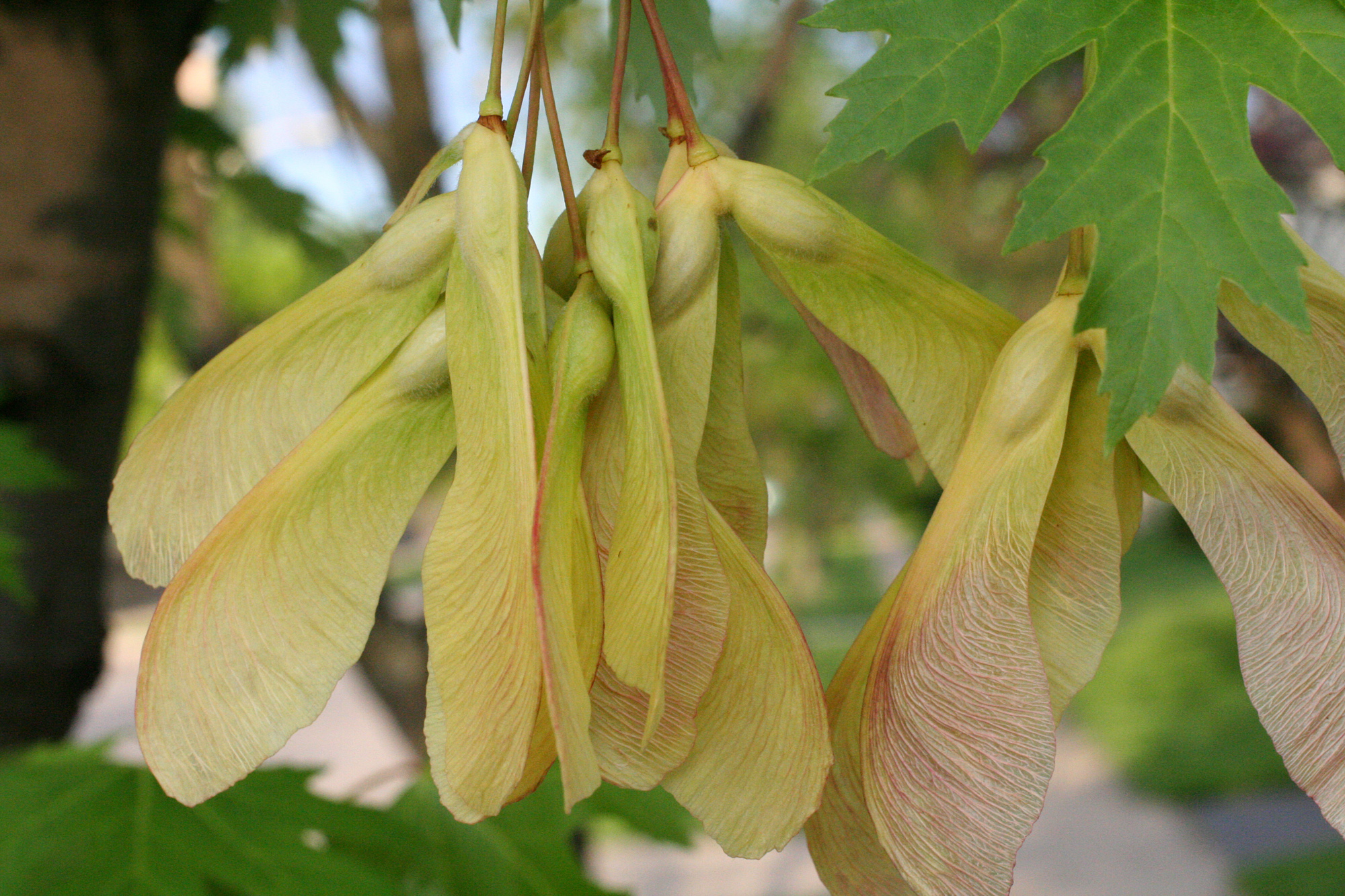 silver maple – Woody Plants of Ohio