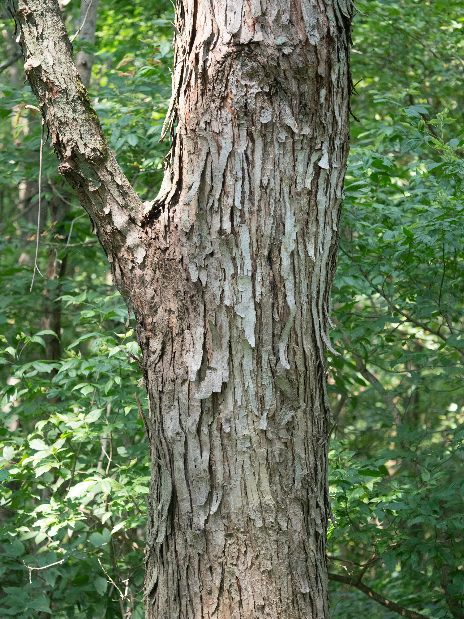 silver maple – Woody Plants of Ohio