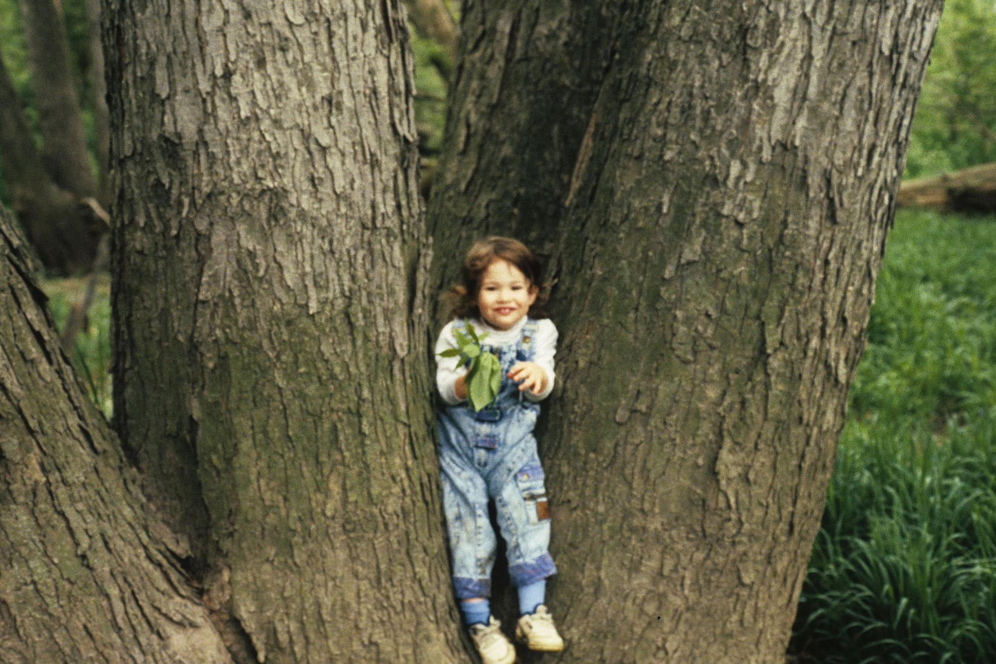 silver maple – Woody Plants of Ohio