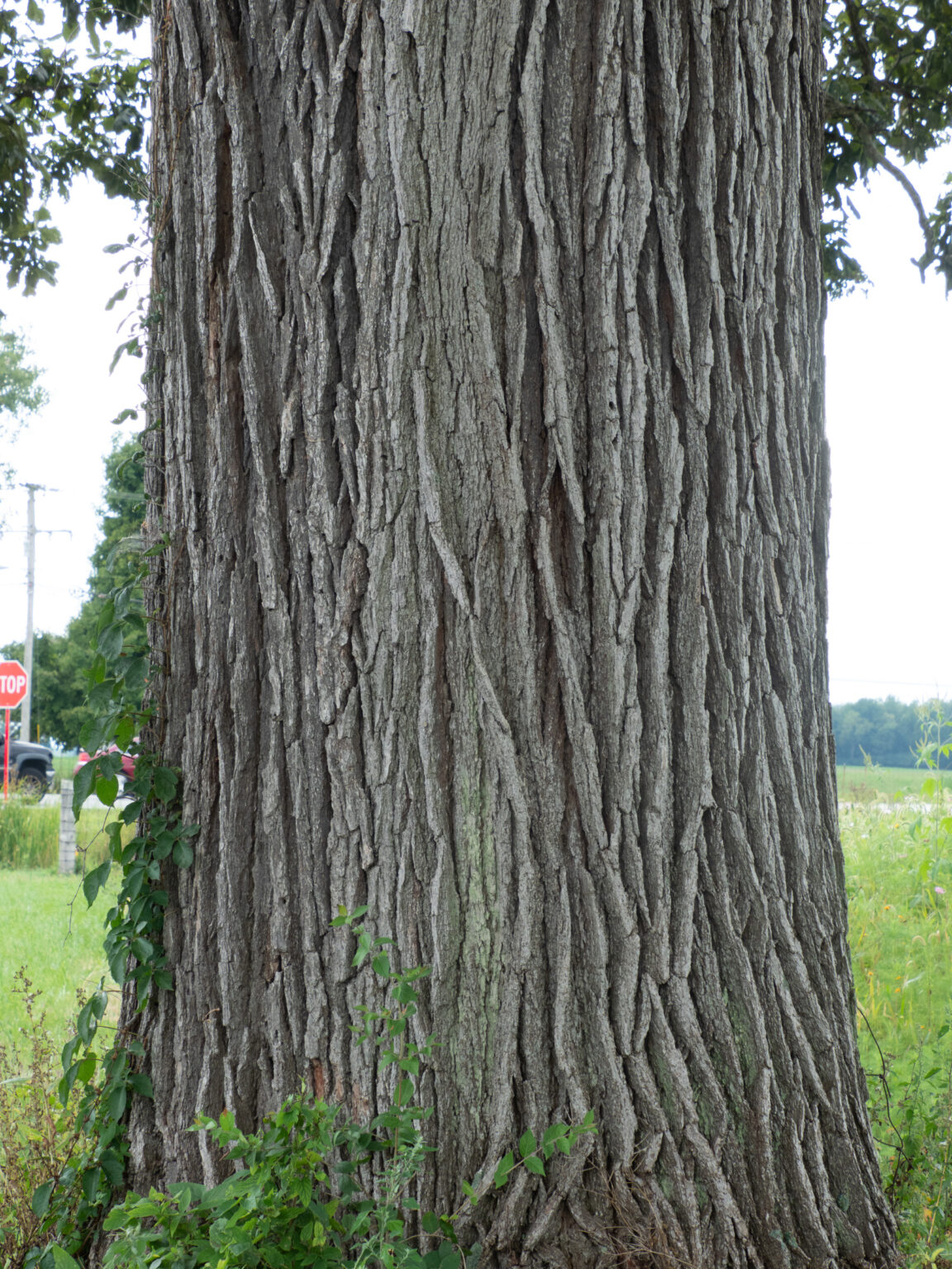 bur oak – Woody Plants of Ohio