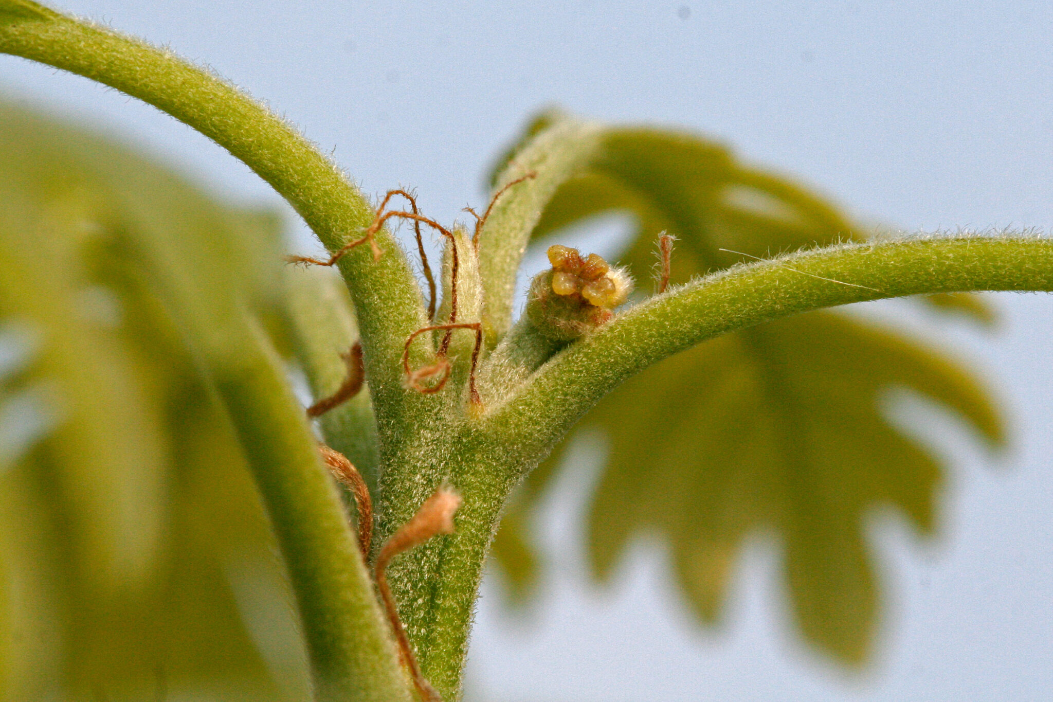 bur oak – Woody Plants of Ohio
