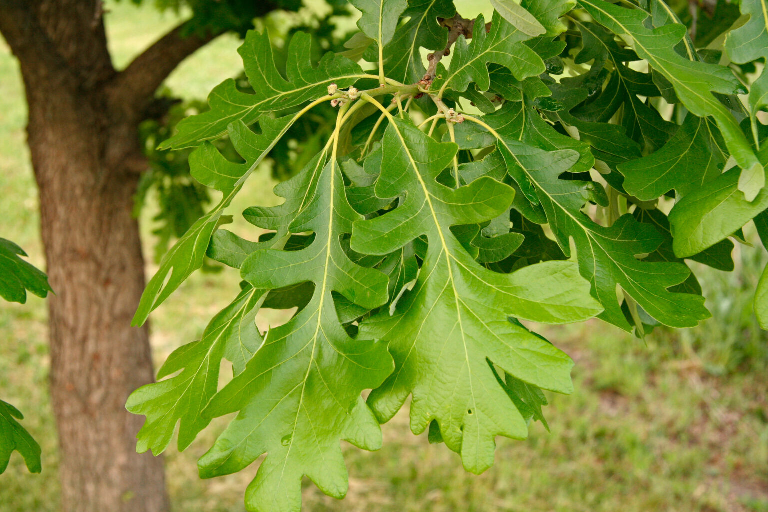 bur oak – Woody Plants of Ohio