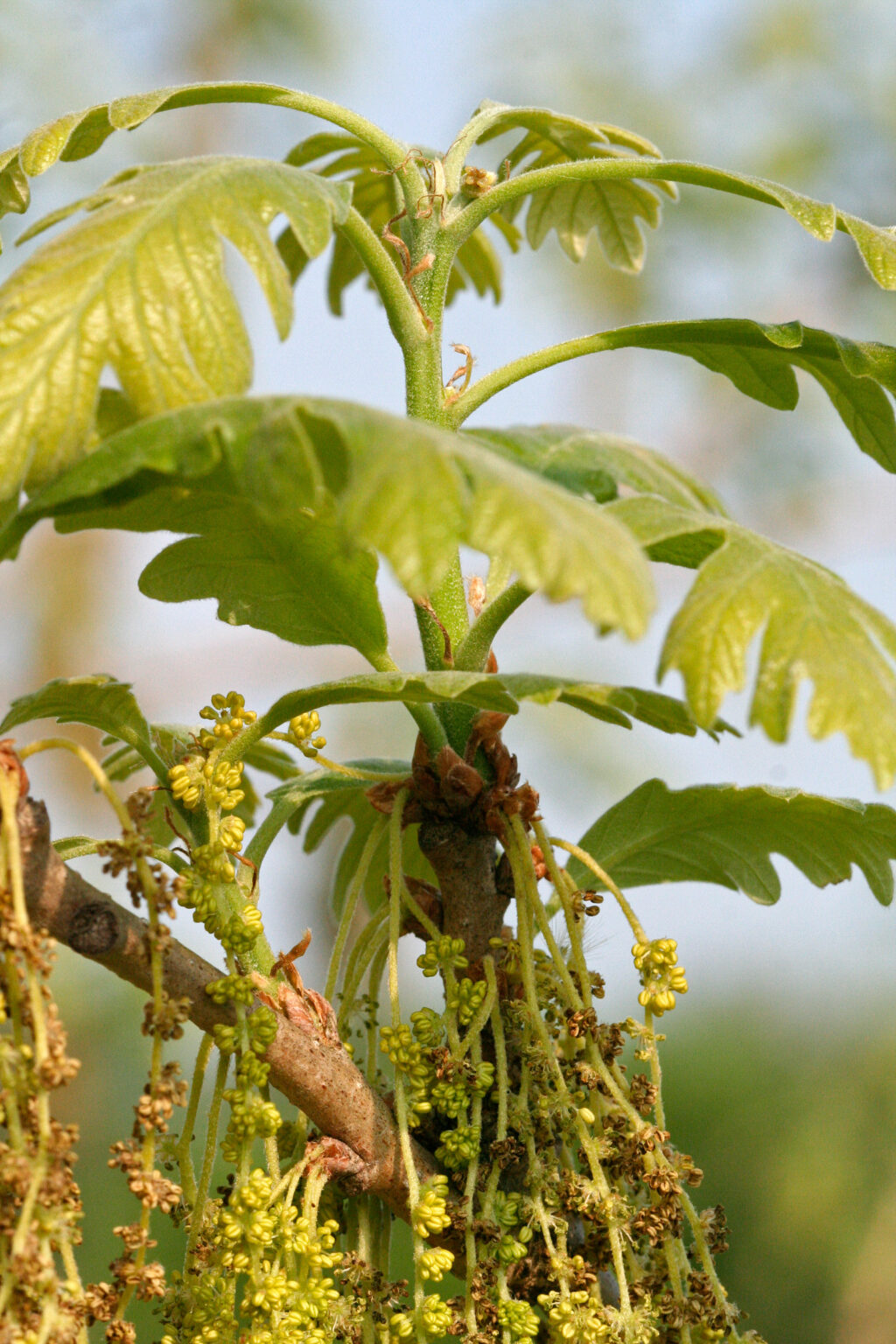 bur oak – Woody Plants of Ohio