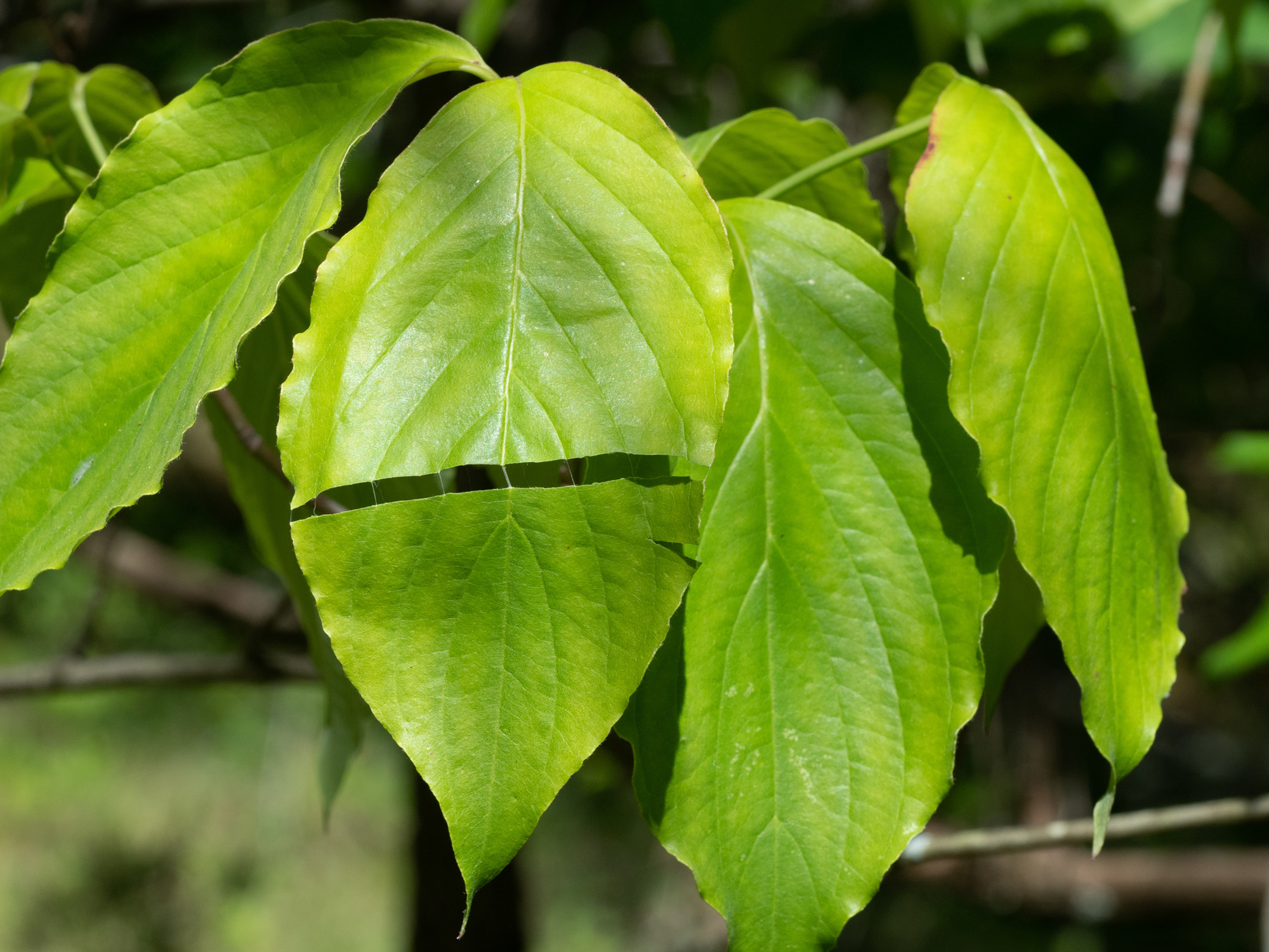flowering dogwood – Woody Plants of Ohio