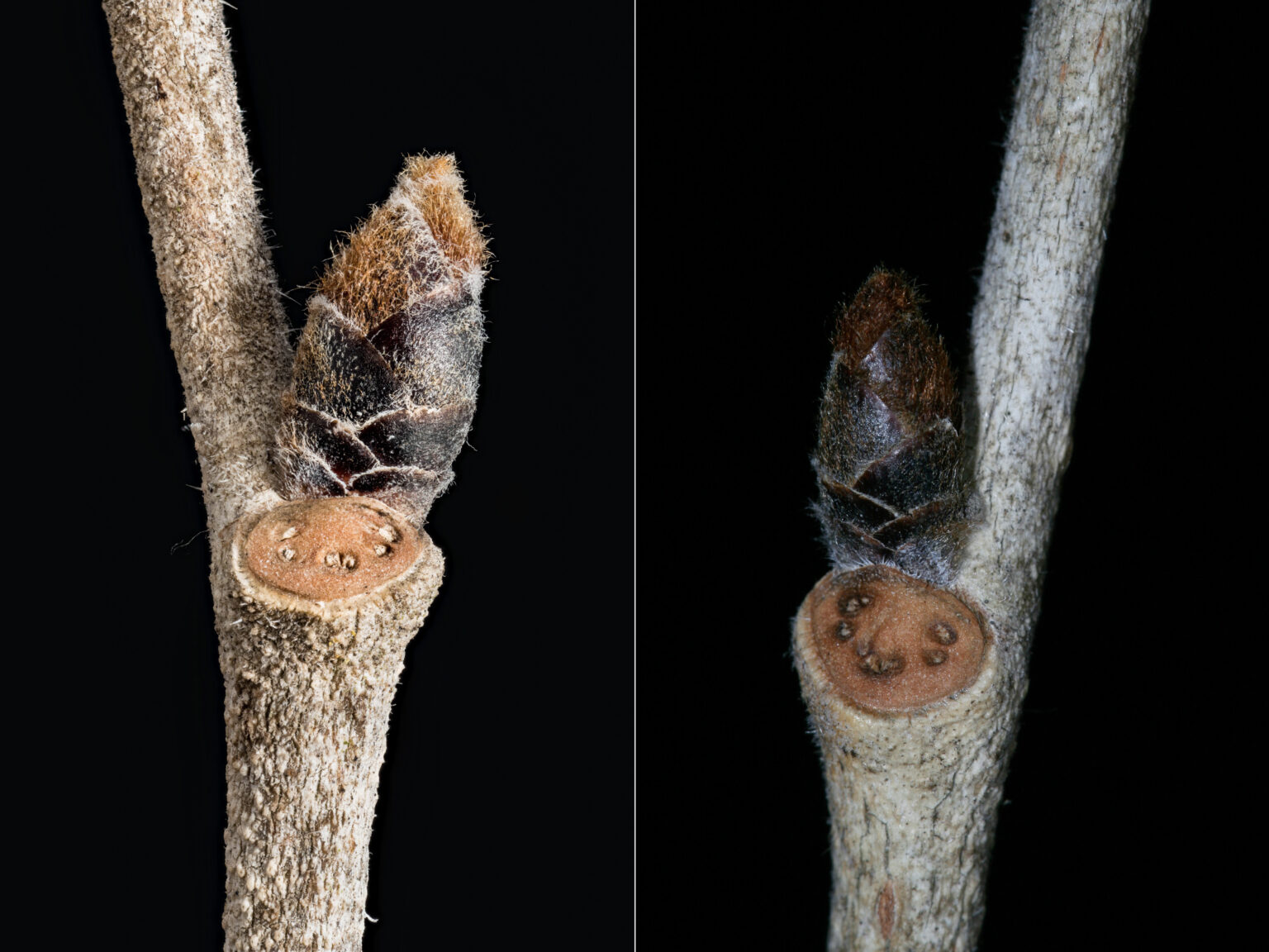 American elm & slippery elm – Woody Plants of Ohio