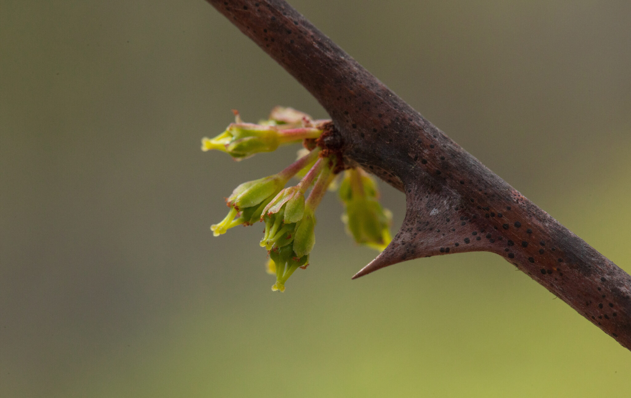 common prickly-ash – Woody Plants of Ohio