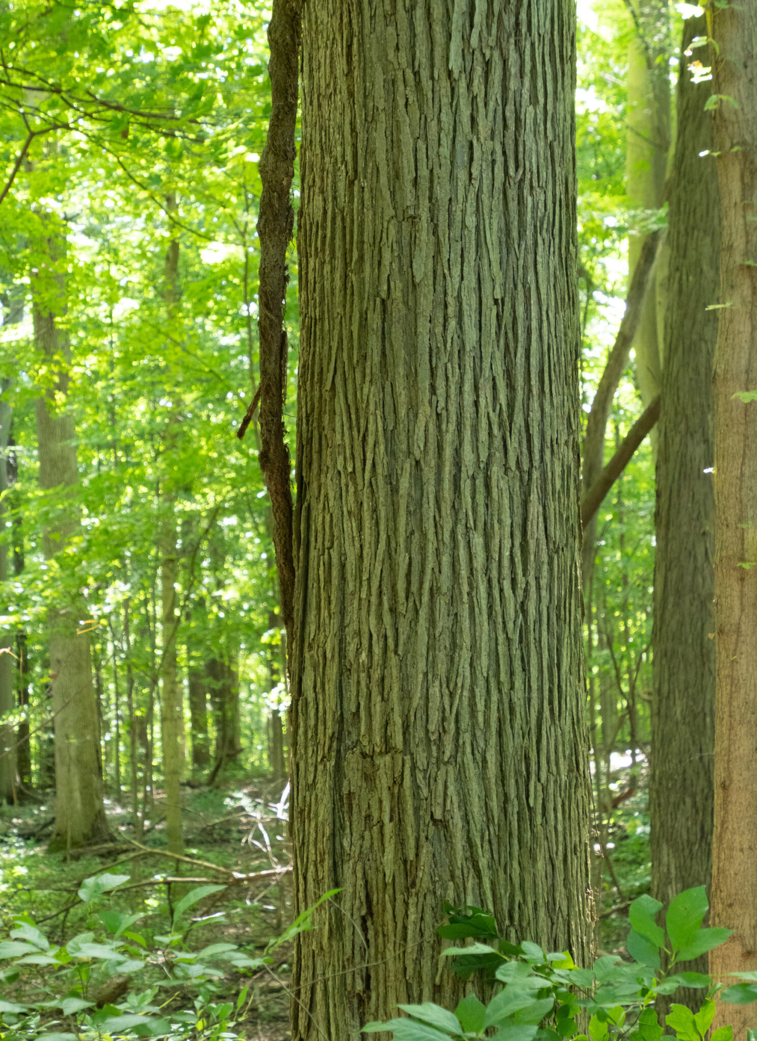American elm & slippery elm – Woody Plants of Ohio