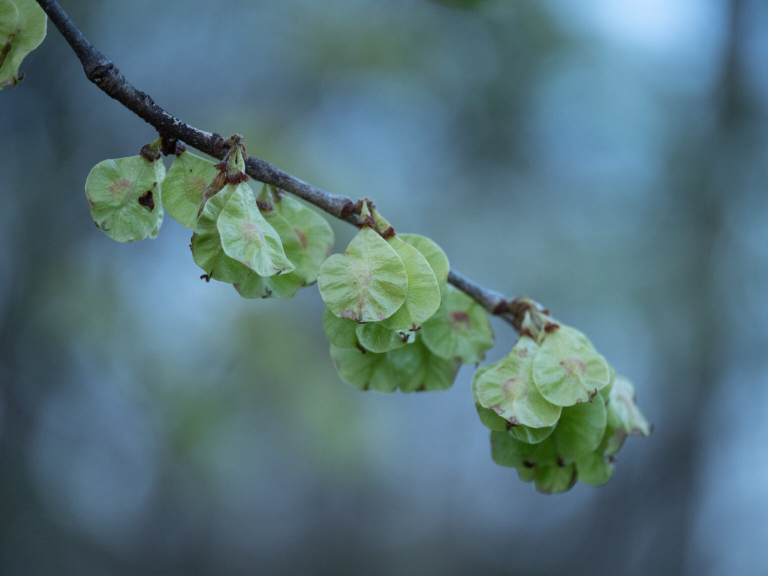 American elm & slippery elm – Woody Plants of Ohio