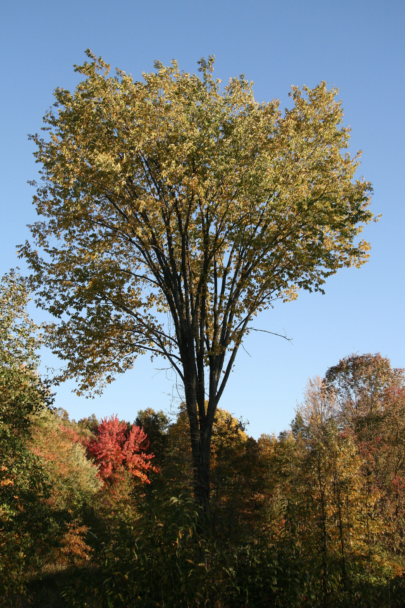 American elm & slippery elm – Woody Plants of Ohio