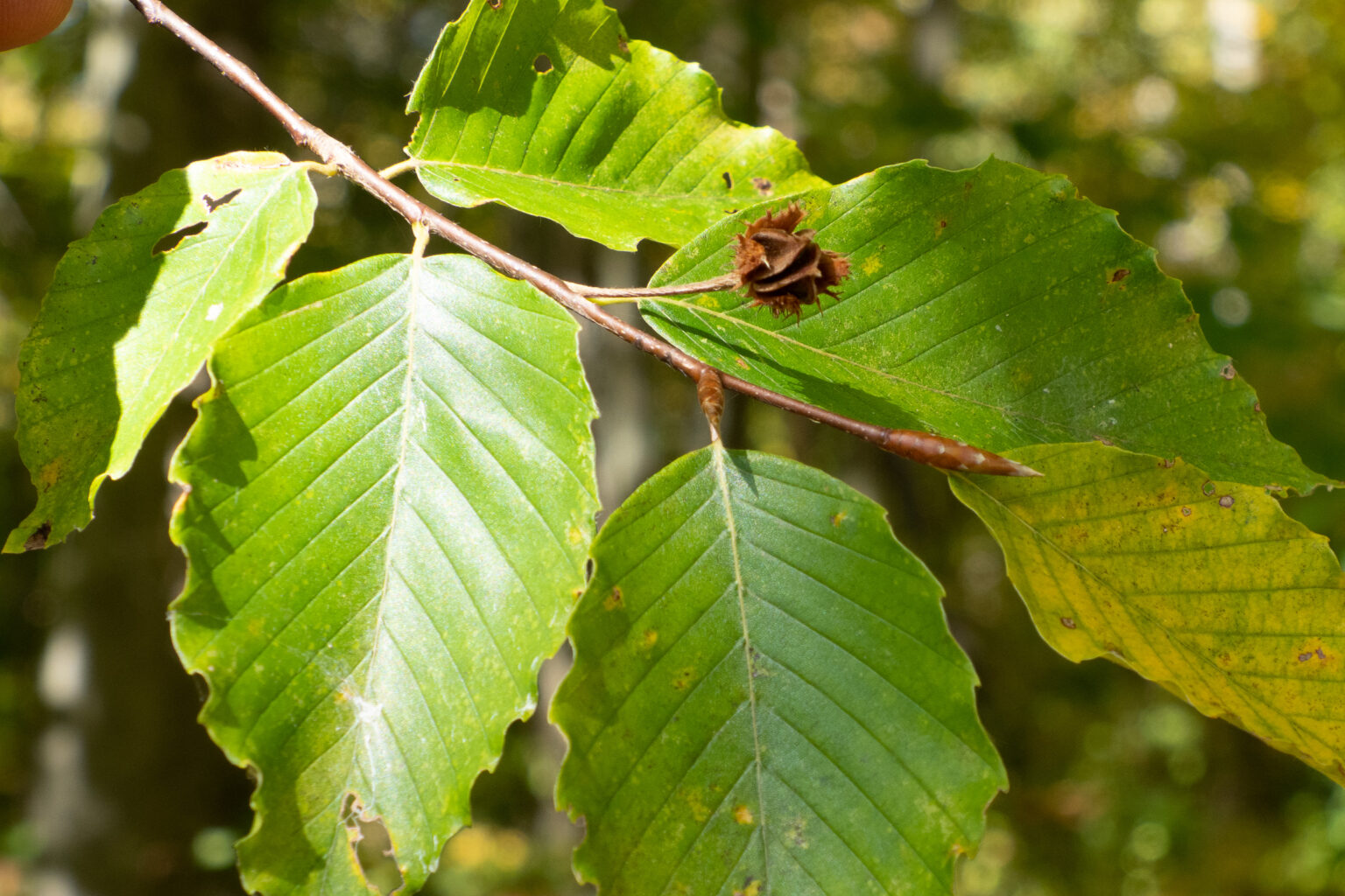 American beech – Woody Plants of Ohio