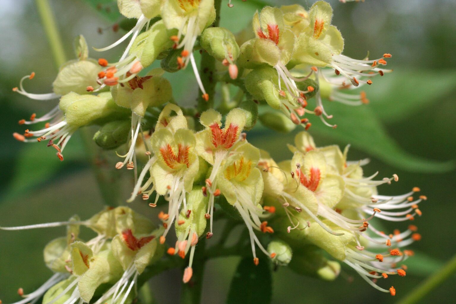 Week 1 Lab Quiz – Woody Plants of Ohio