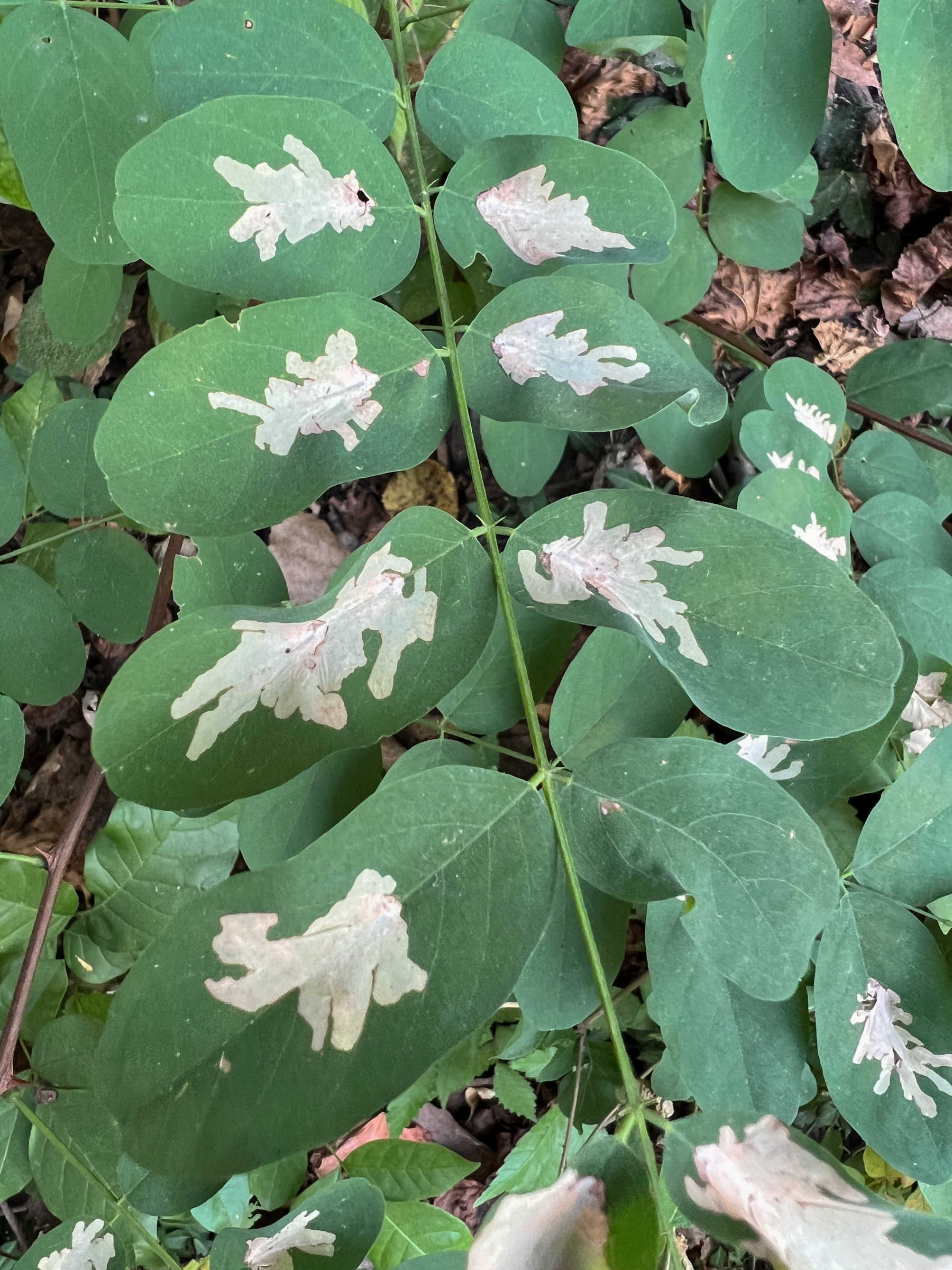 black locust – Woody Plants of Ohio