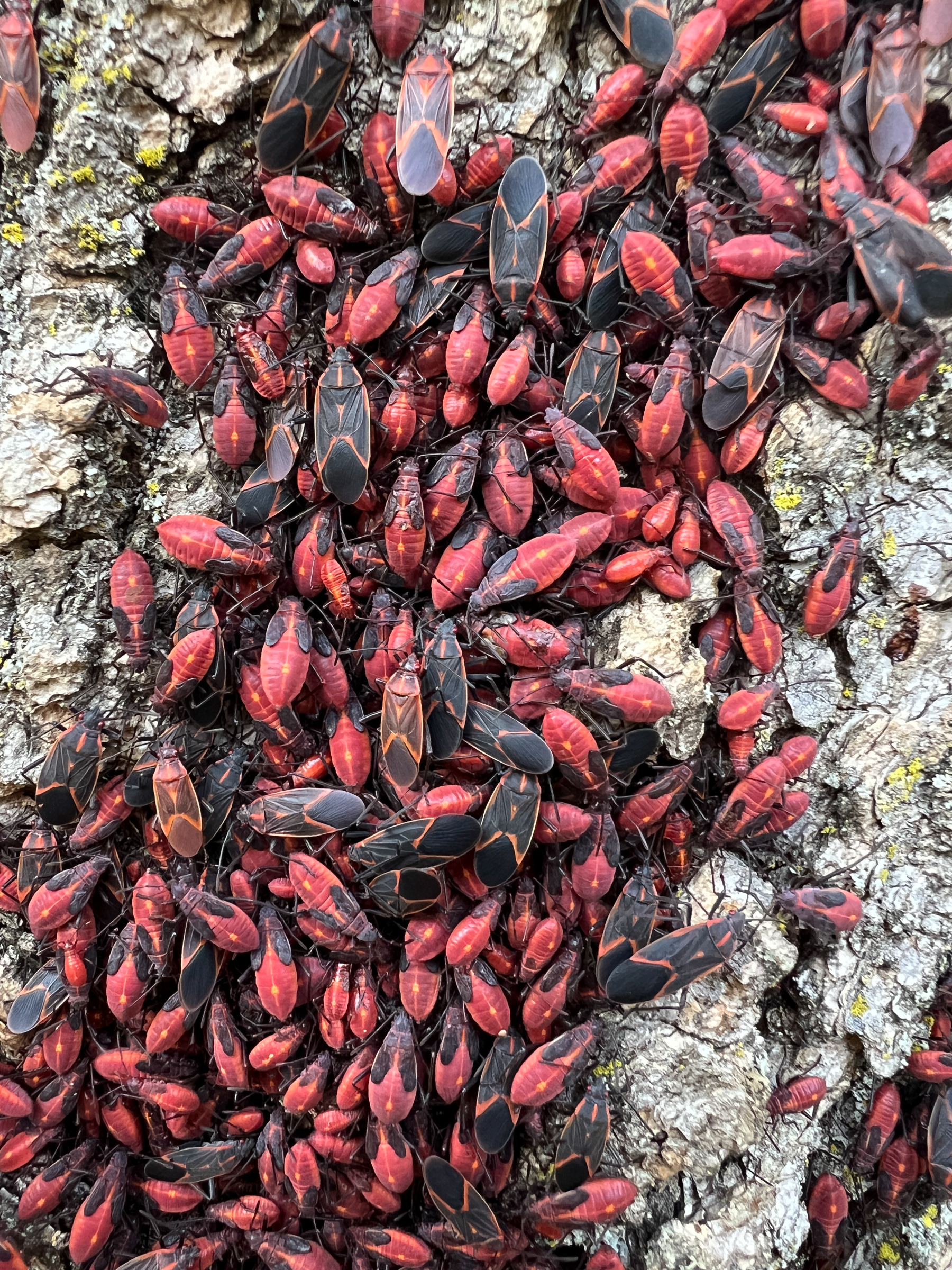 boxelder – Woody Plants of Ohio