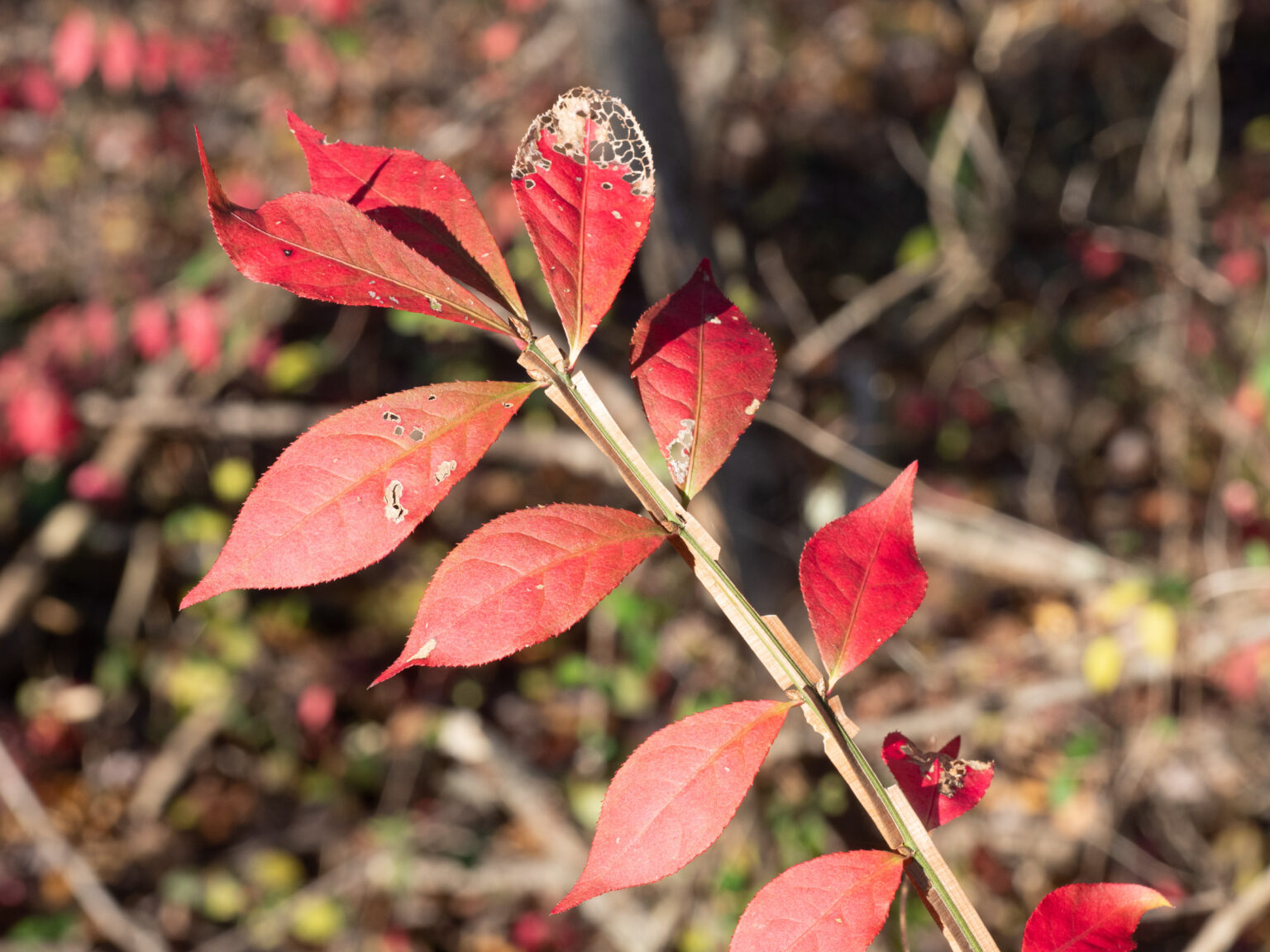 burningbush – Woody Plants of Ohio