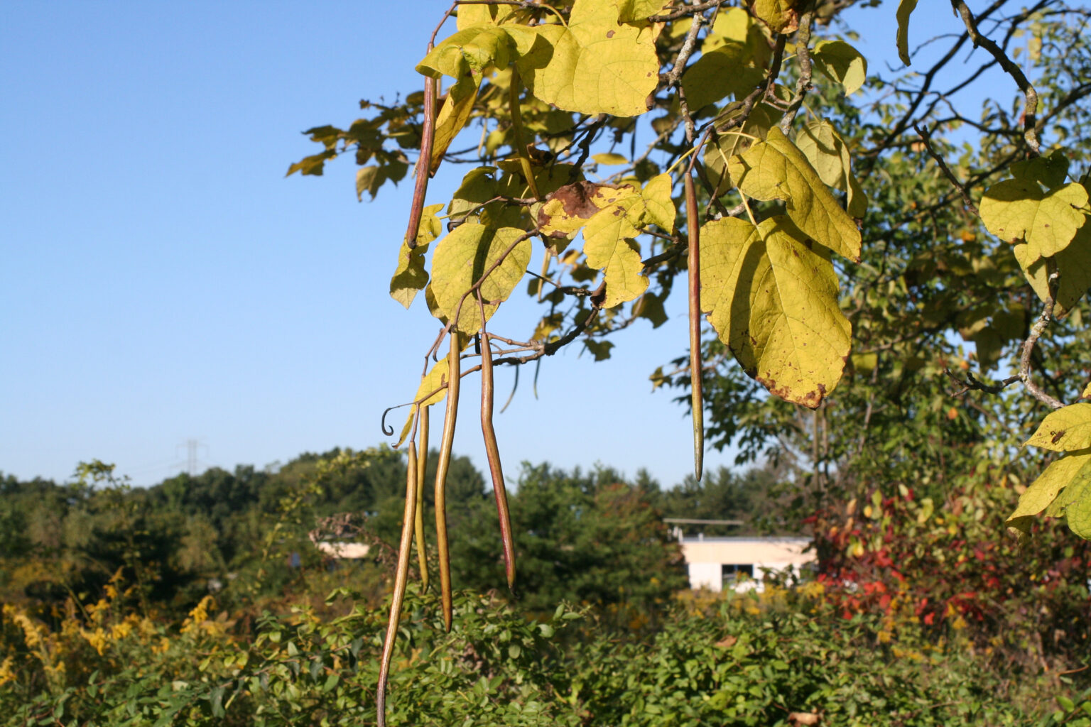 northern catalpa – Woody Plants of Ohio
