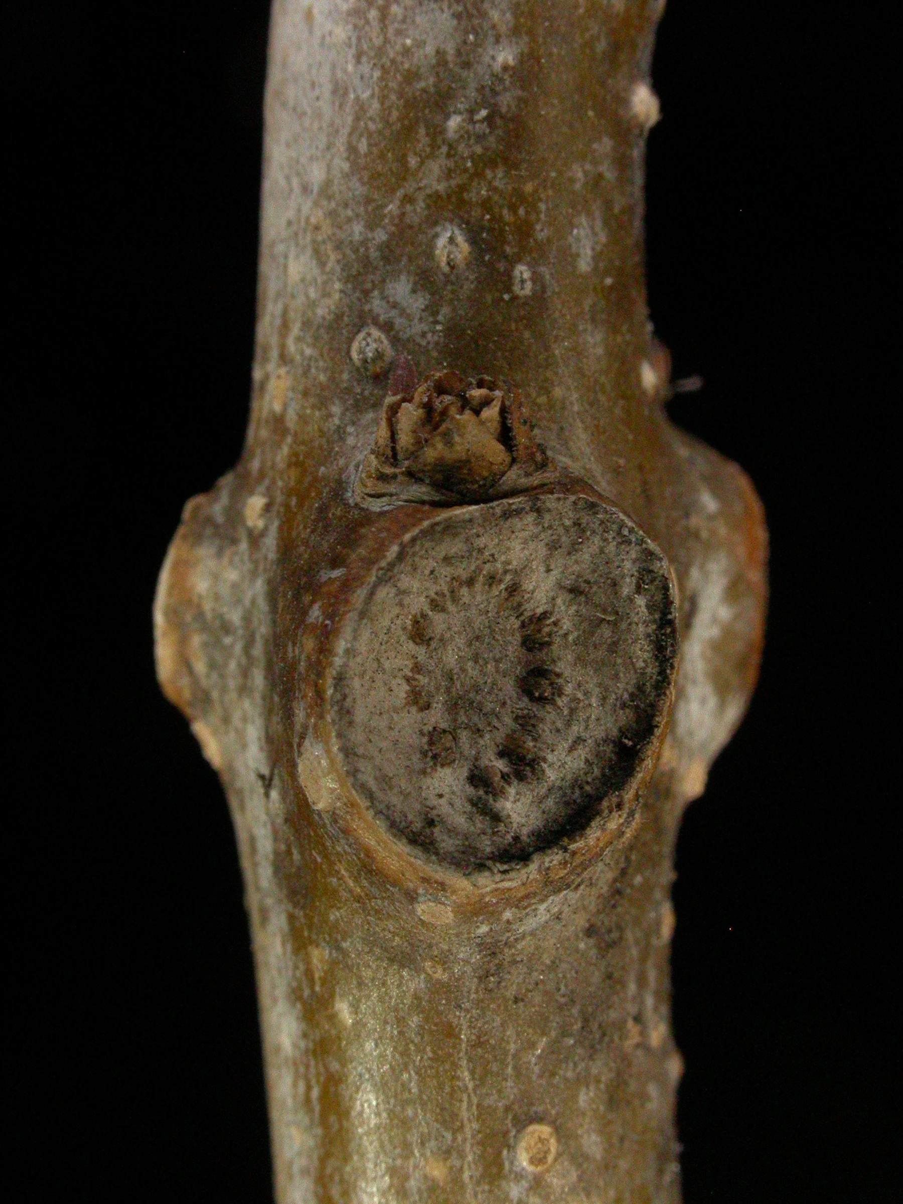 northern catalpa – Woody Plants of Ohio