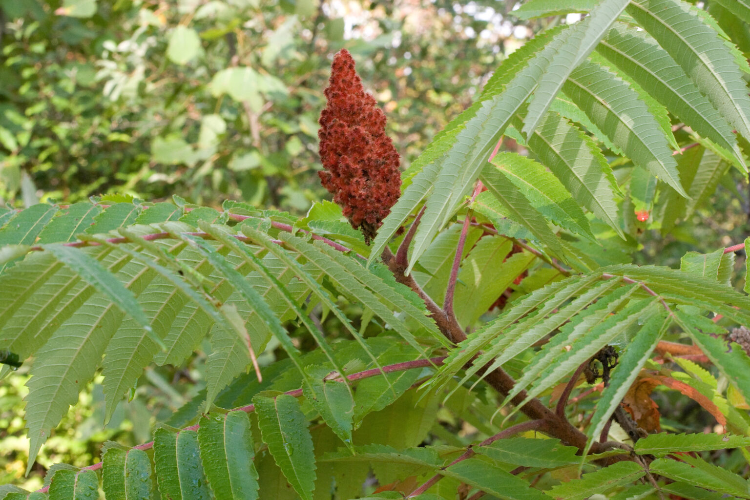 staghorn sumac – Woody Plants of Ohio