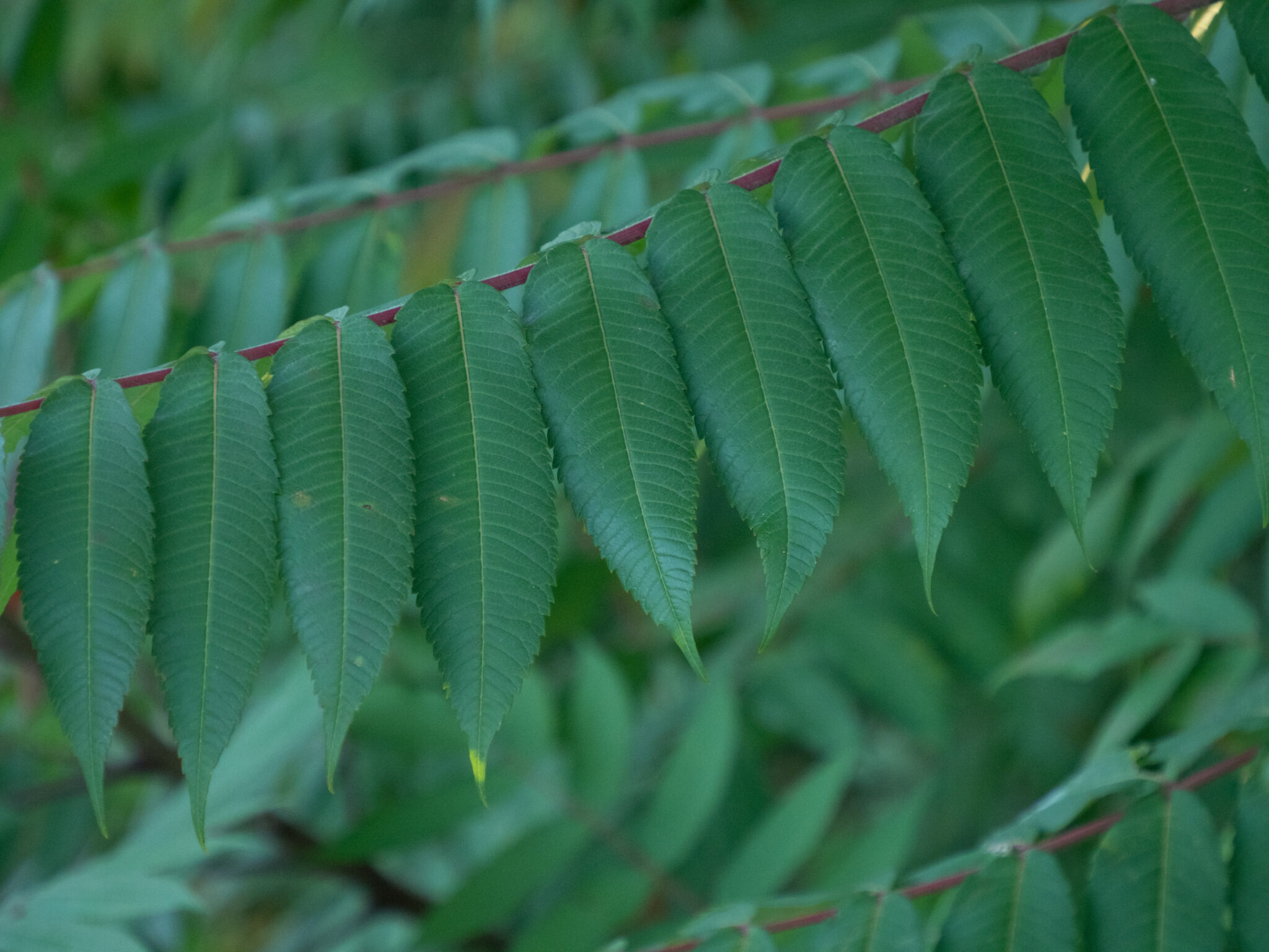 staghorn sumac – Woody Plants of Ohio