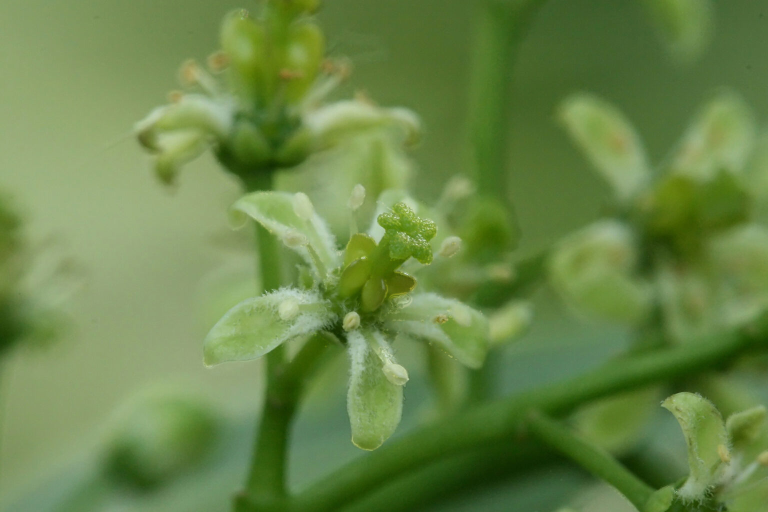 tree-of-heaven – Woody Plants of Ohio