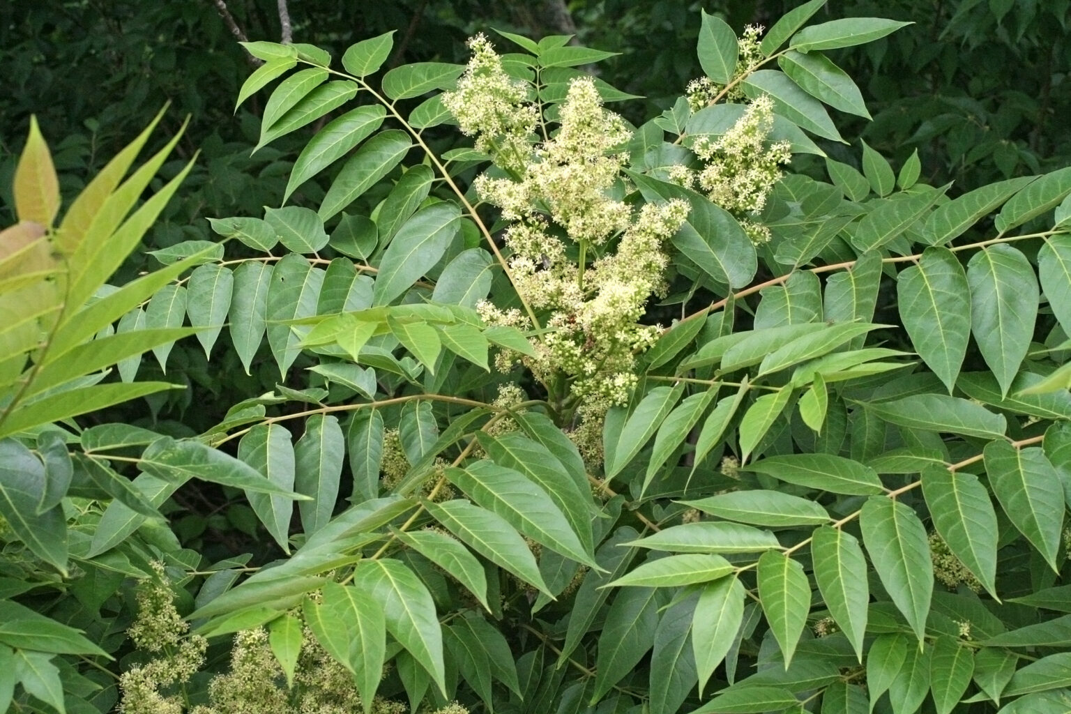 tree-of-heaven – Woody Plants of Ohio