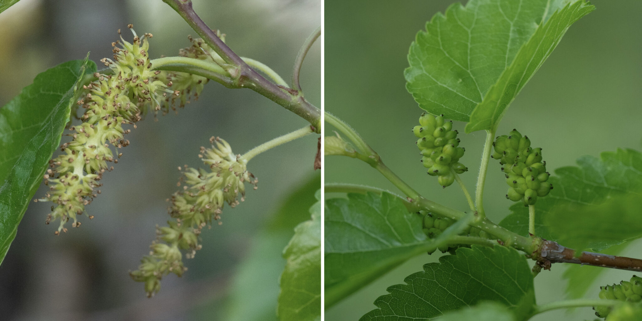 white mulberry – Woody Plants of Ohio
