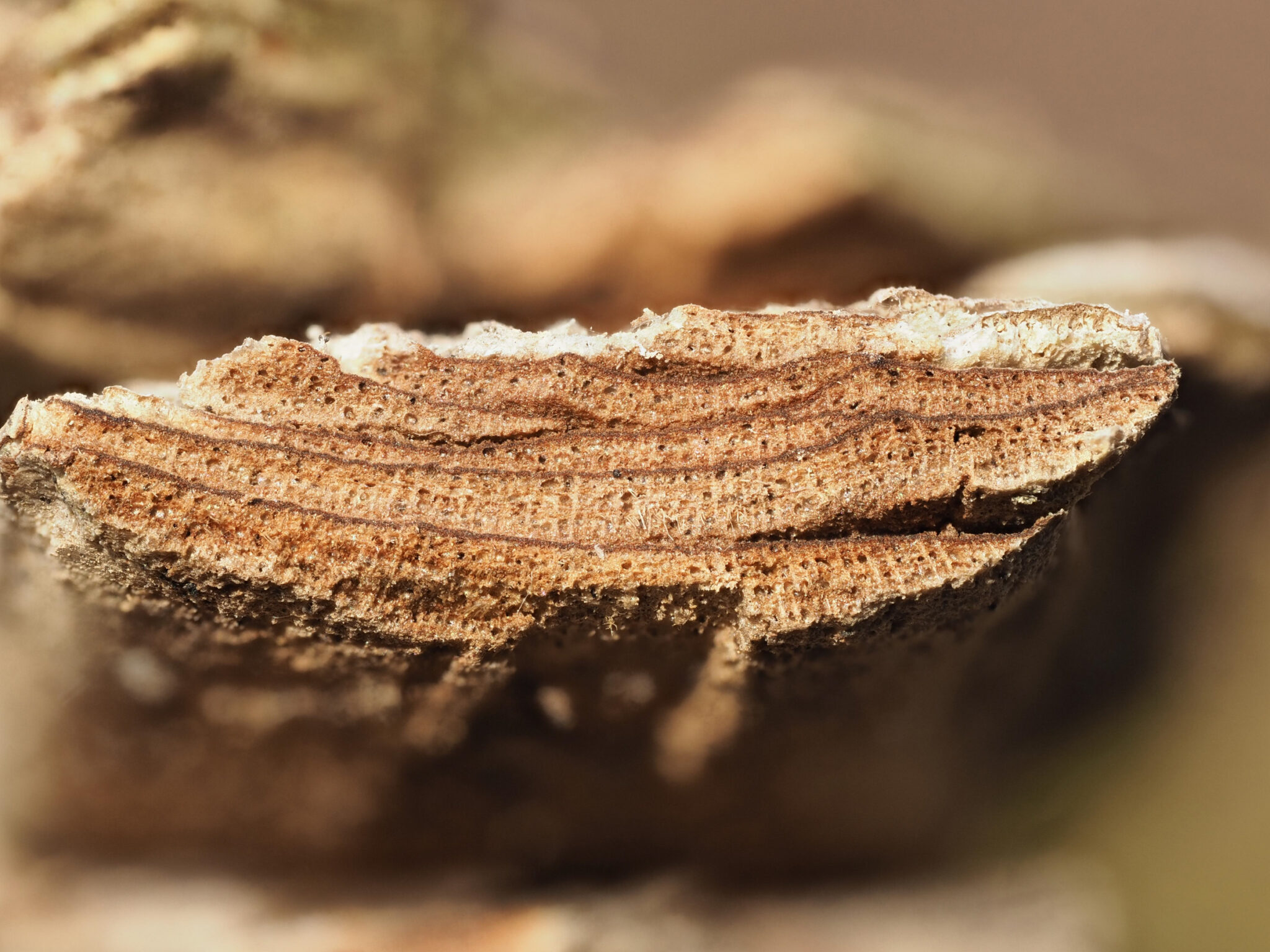 American elm & slippery elm – Woody Plants of Ohio